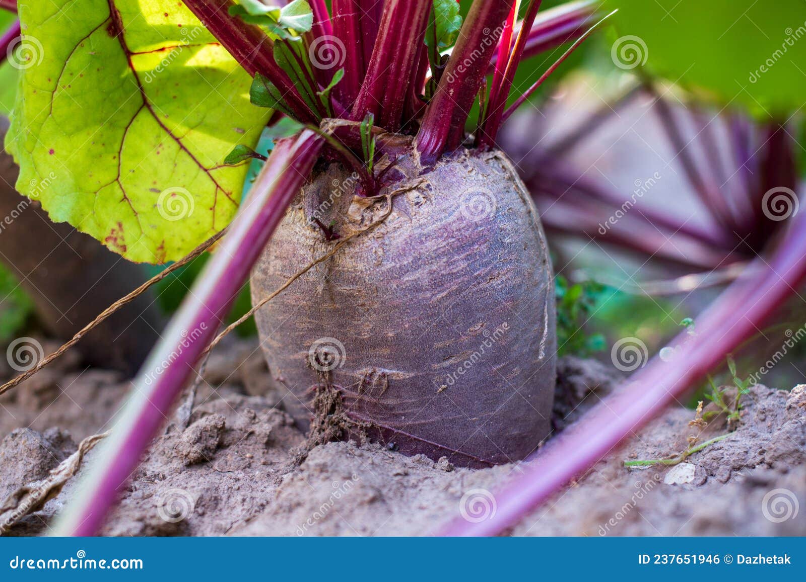 Beetroot Grows in the Ground Stock Photo - Image of grow, garden: 237651946