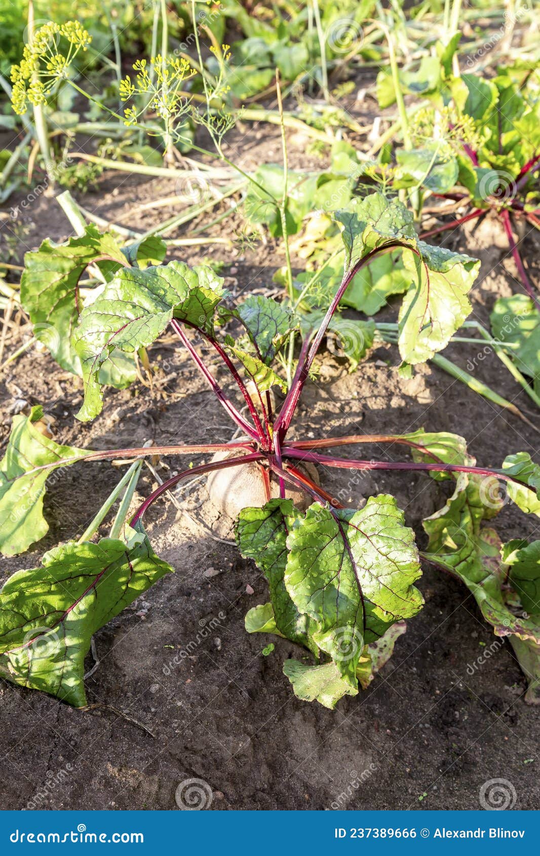 Beetroot Grows at the Vegetable Garden in Summer Stock Photo - Image of ...