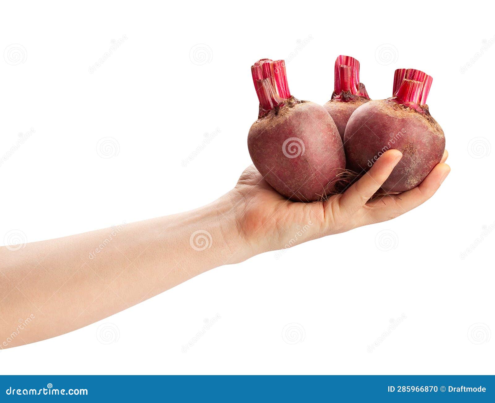 Beetroot in hand stock photo. Image of tasty, vivid - 285966870