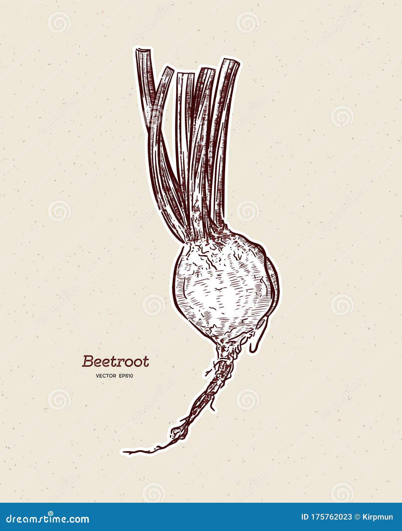 Beetroot, Hand Draw Sketch Vector Stock Vector - Illustration of ...