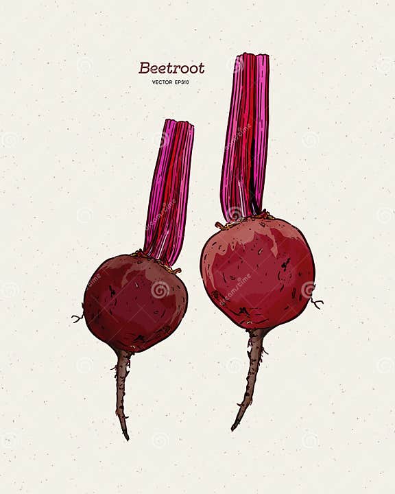 Beetroot, Hand Draw Sketch Vector Stock Vector - Illustration of draw ...