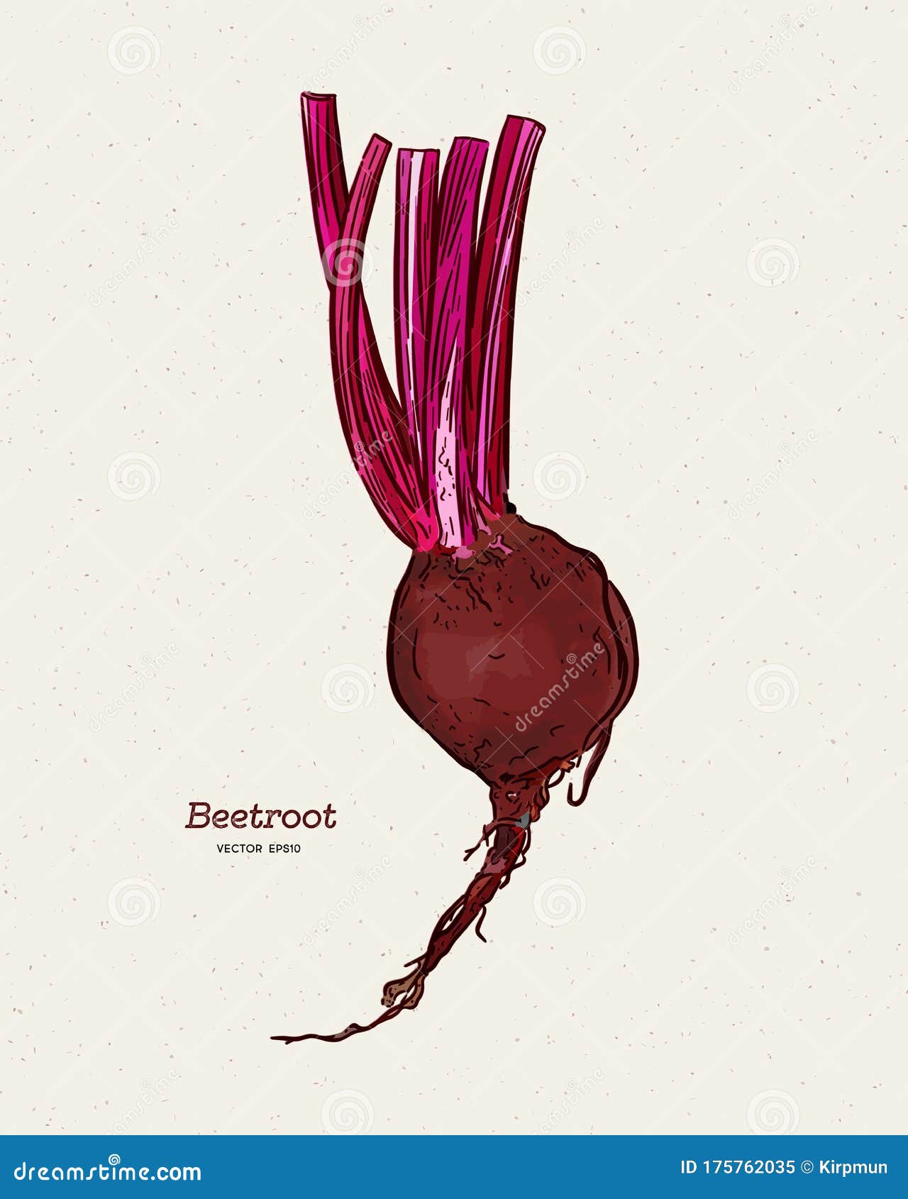 Beetroot, Hand Draw Sketch Vector Stock Vector - Illustration of plant ...