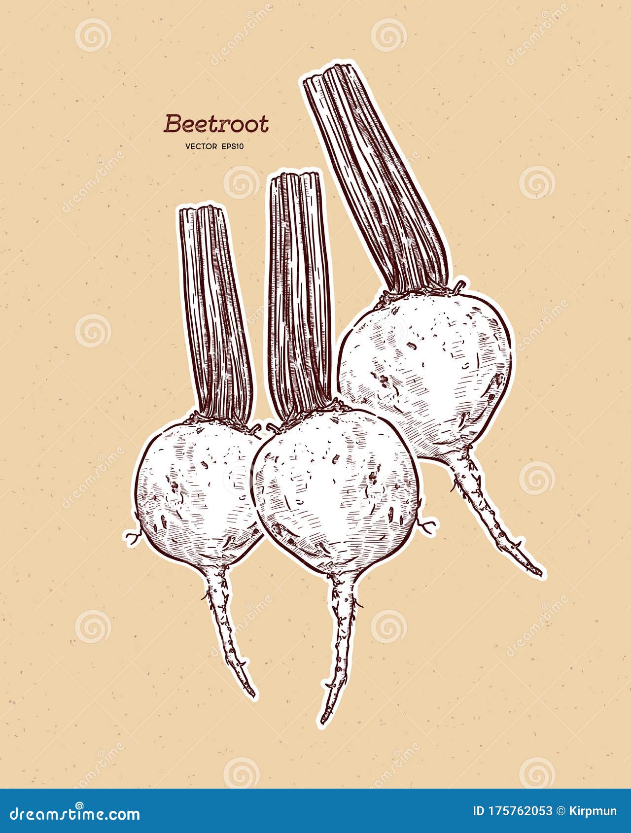 Beetroot, Hand Draw Sketch Vector Stock Vector - Illustration of draw ...