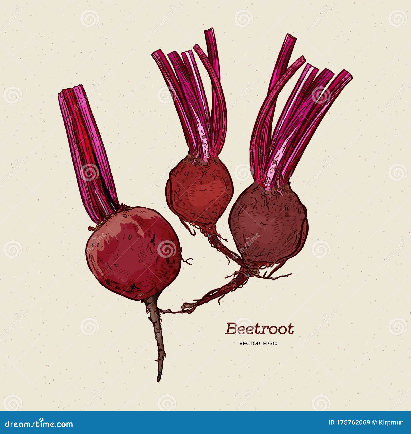 Beetroot, Hand Draw Sketch Vector Stock Vector - Illustration of farm ...