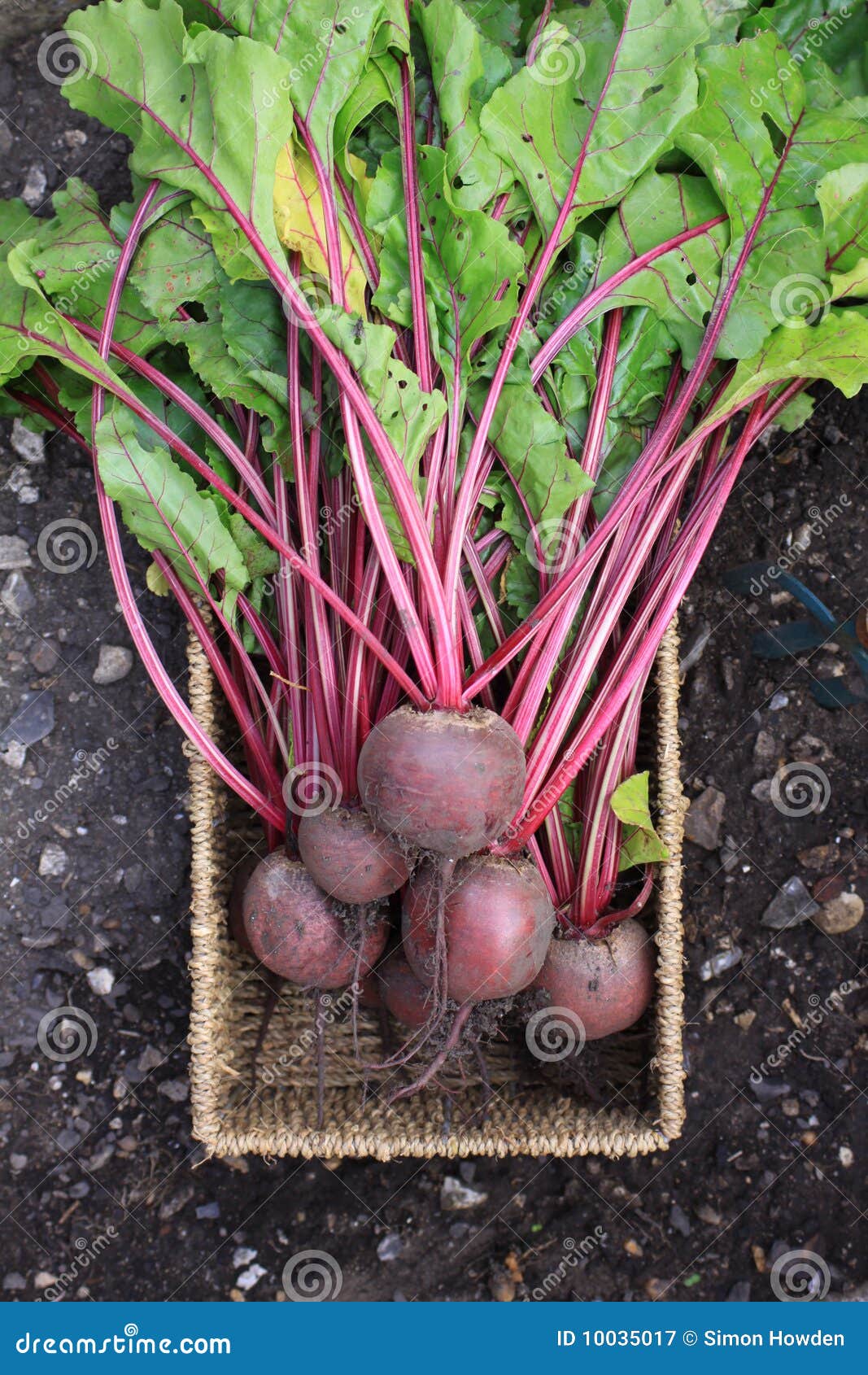 Beetroot Harvest stock image. Image of growth, green - 10035017