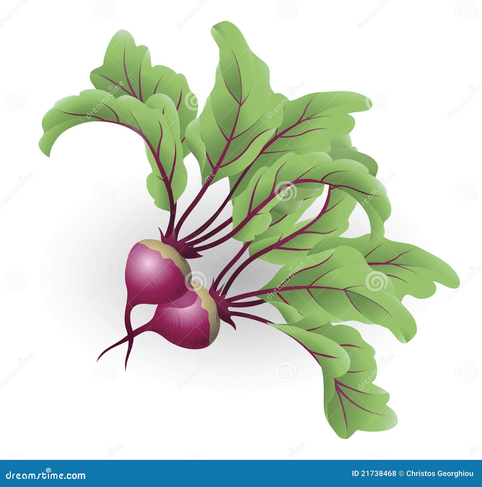 Beetroot illustration stock vector. Illustration of maroon - 21738468
