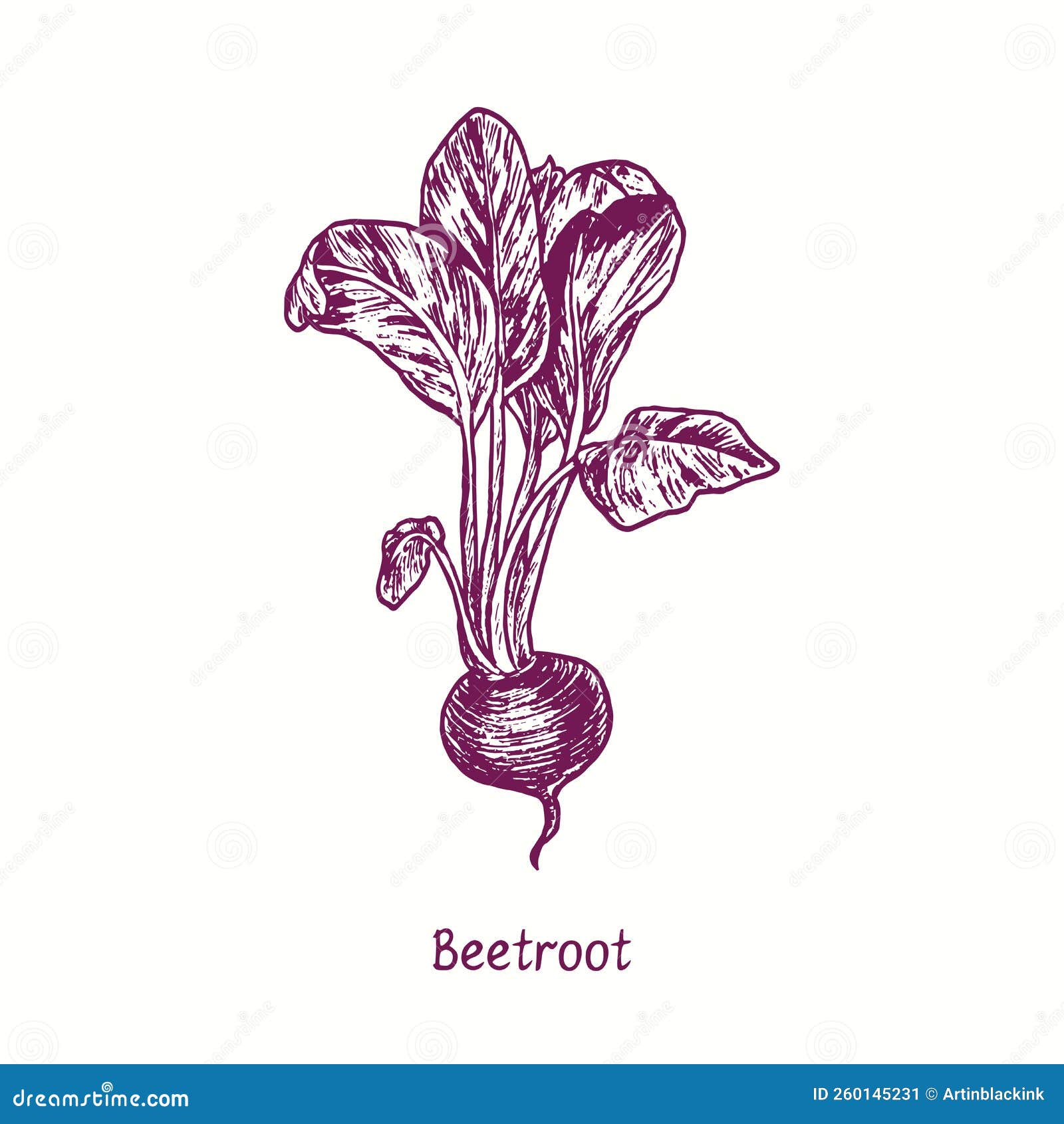 Beetroot. Ink Black and White Doodle Drawing Stock Vector ...