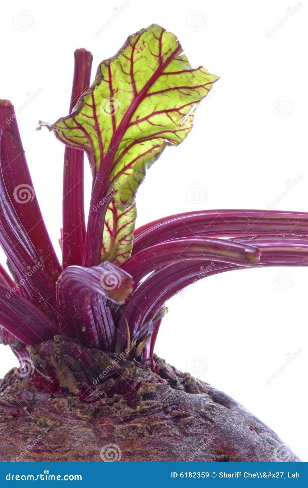 Beetroot Isolated stock image. Image of closeup, nature - 6182359