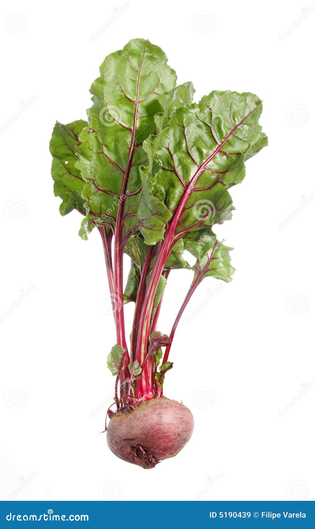 Beetroot isolated on white stock image. Image of plant - 5190439