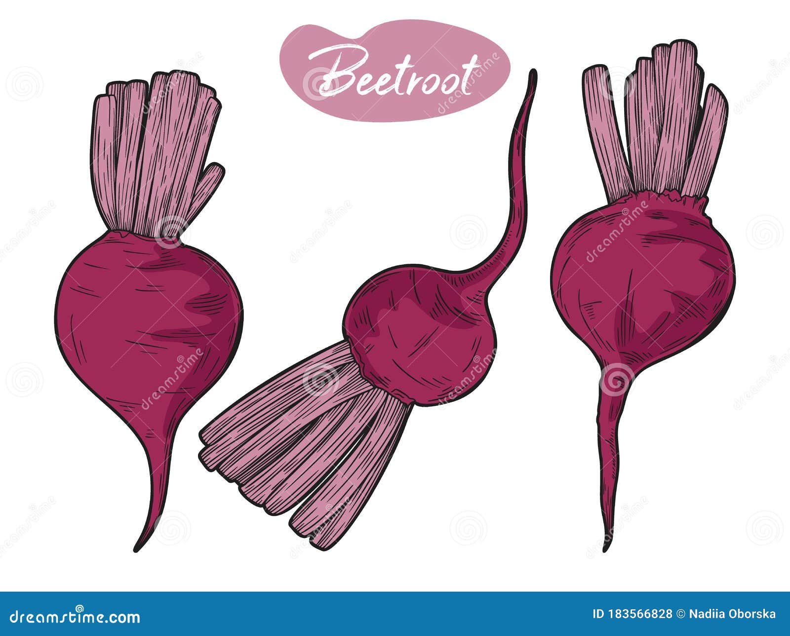 Beetroot Isolated On White Background. Vector Illustration Stock ... Beetroot Isolated On White Background. Vector Illustration Stock ...