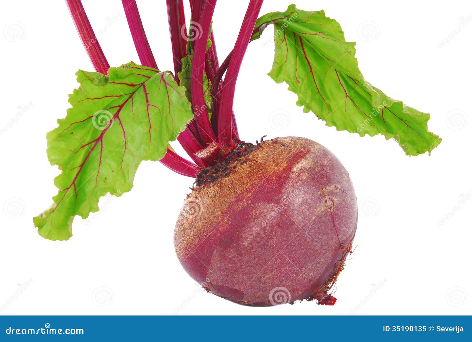 Beetroot isolated on white stock image. Image of nutritious - 35190135