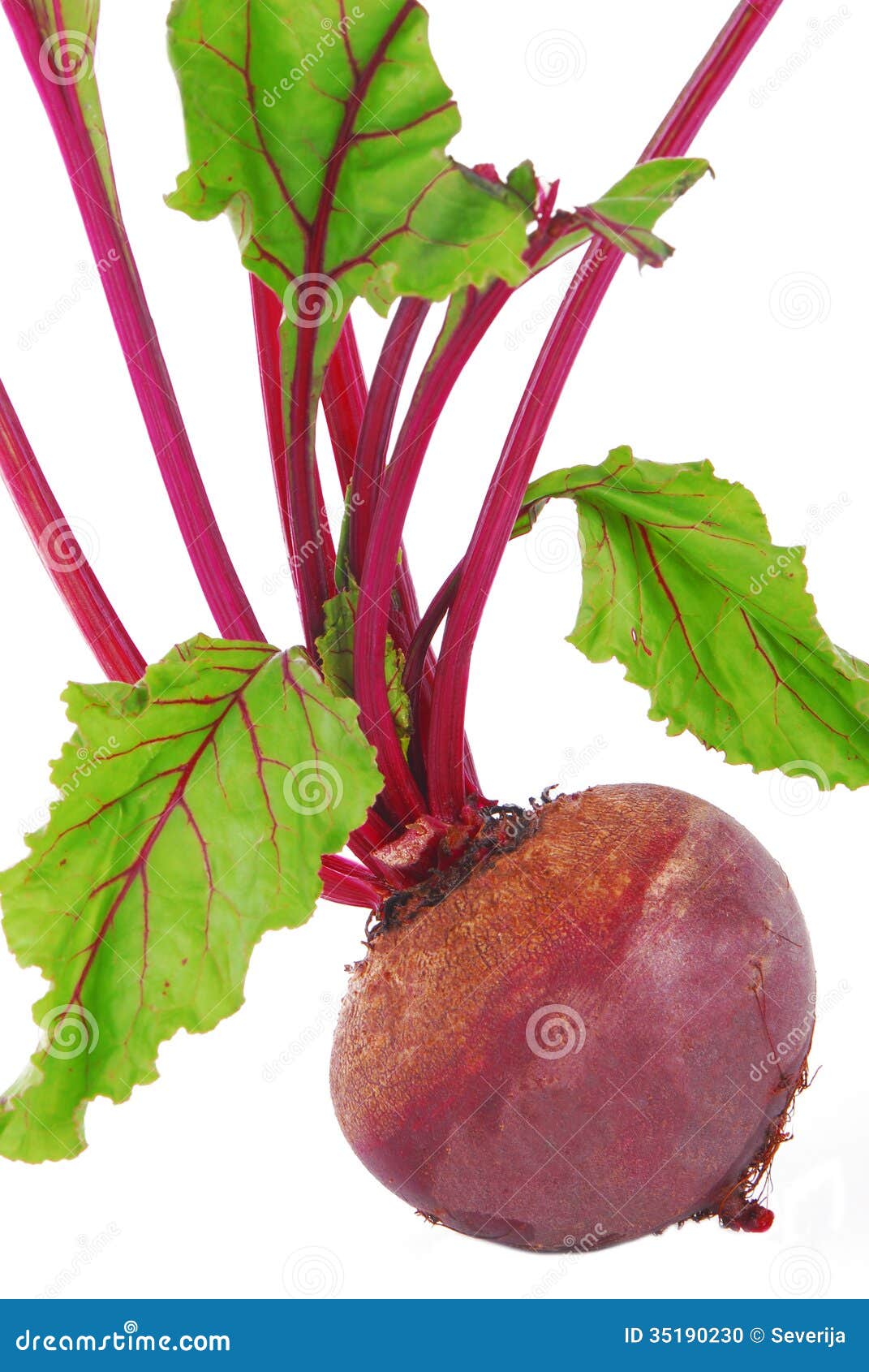 Beetroot isolated on white stock photo. Image of eating - 35190230
