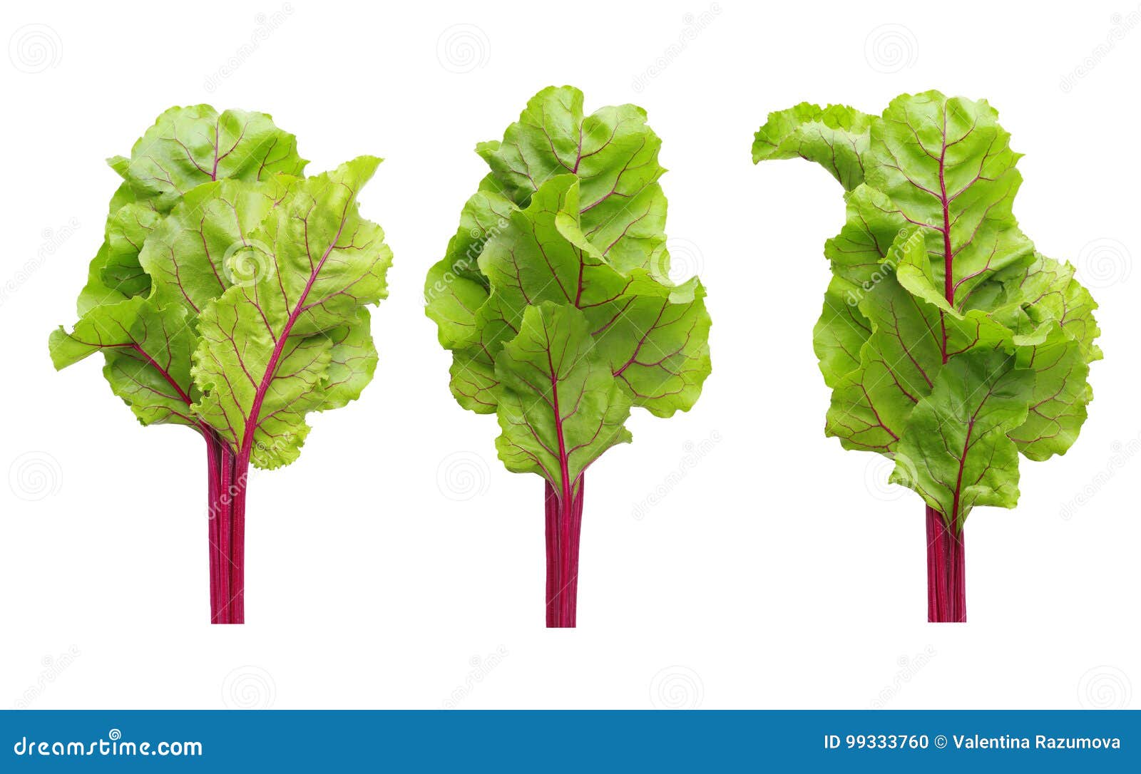 Beetroot Leaves, Fresh Beet Leaf Set Stock Photo - Image of ripe, sugar ...