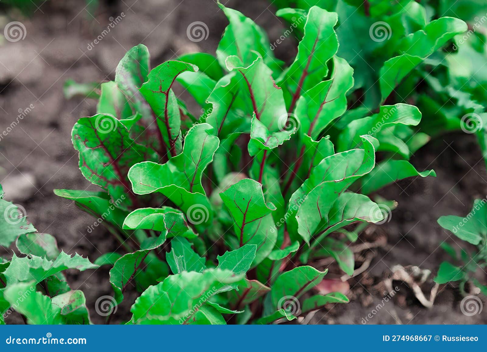 Beetroot leaves stock image. Image of agriculture, ground - 274968667