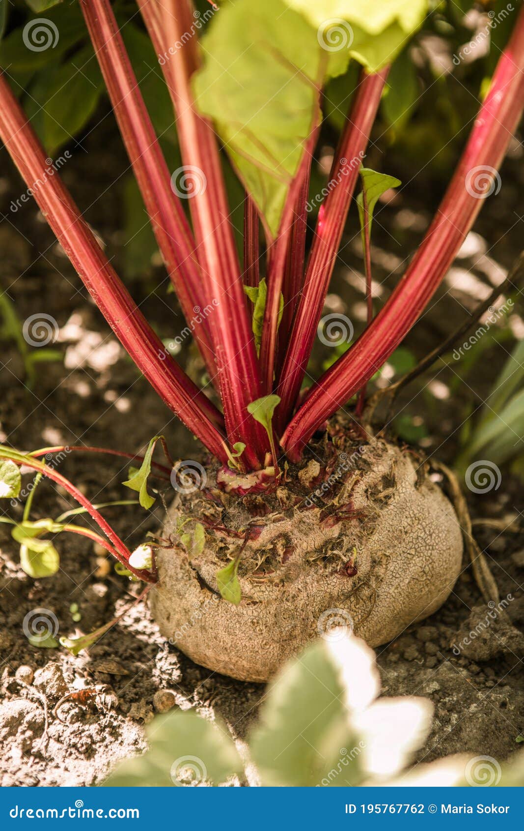 Beetroot Leaves Growing on a Garden Bed. Beet Foliage Field Stock Photo ...