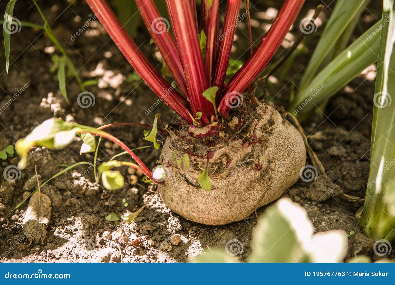 Beetroot Leaves Growing on a Garden Bed. Beet Foliage Field Stock Image ...