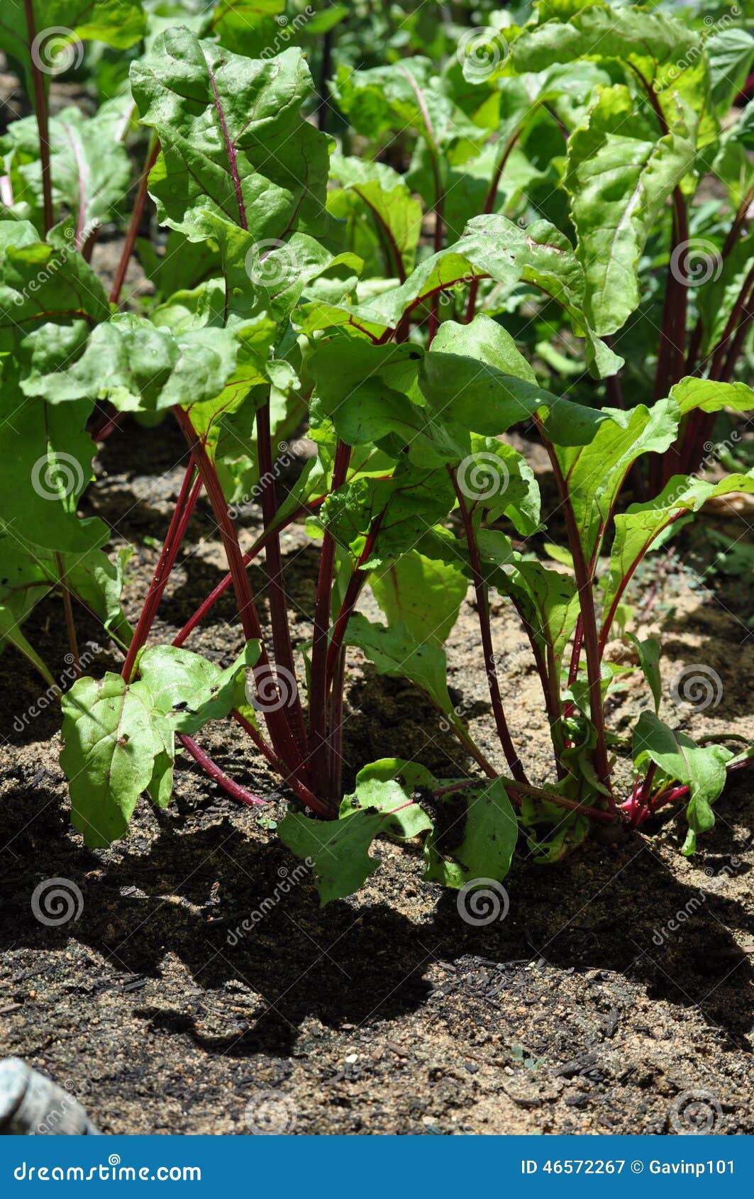 Beetroot Leaves Growing in a Home Vegetable Garden Stock Image - Image ...