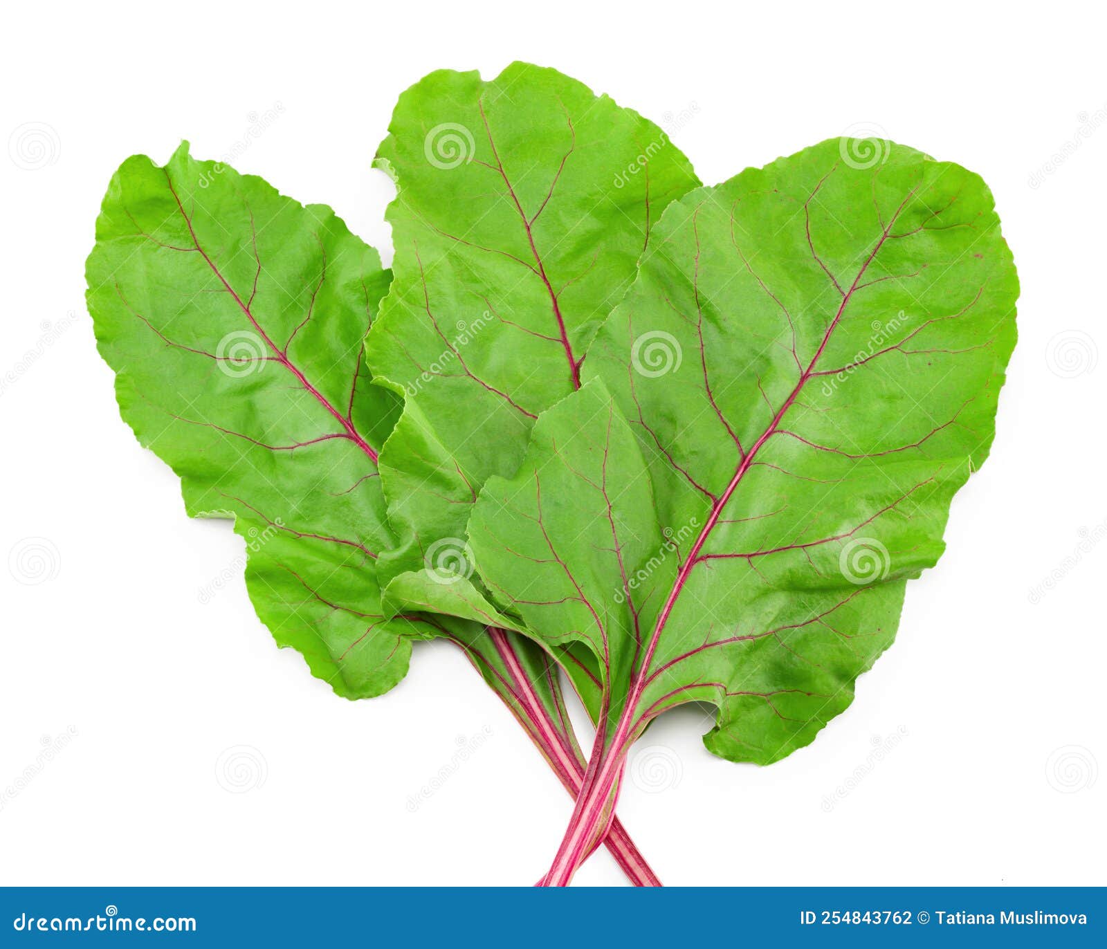Beetroot Leaves Isolated on White Background. Clipping Path Stock Photo ...