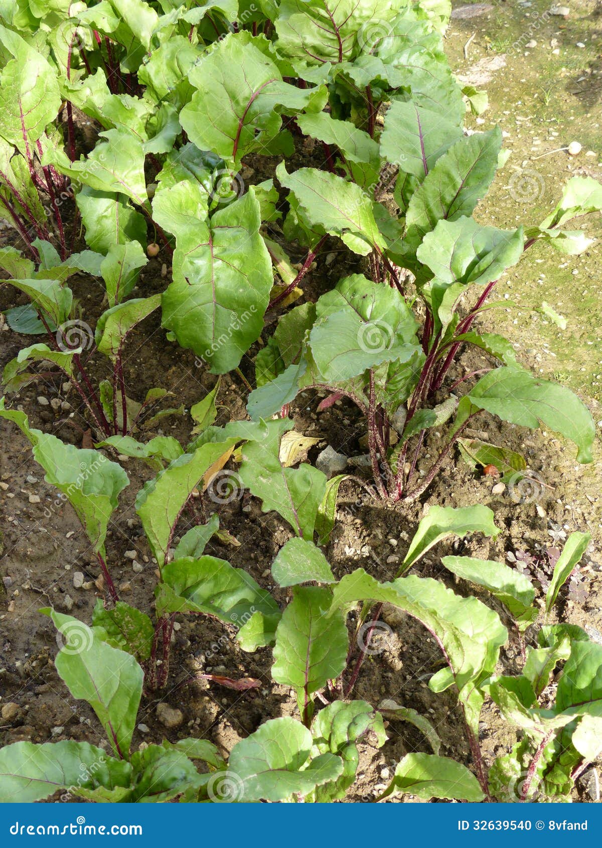 Beetroot organic garden stock photo. Image of playing - 32639540