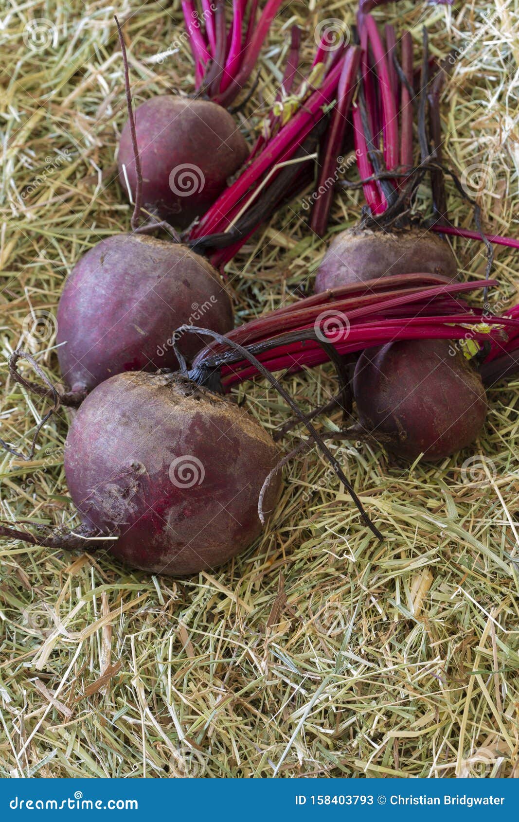 Beetroot on a Hay Straw Background Stock Image - Image of plant, fresh ...