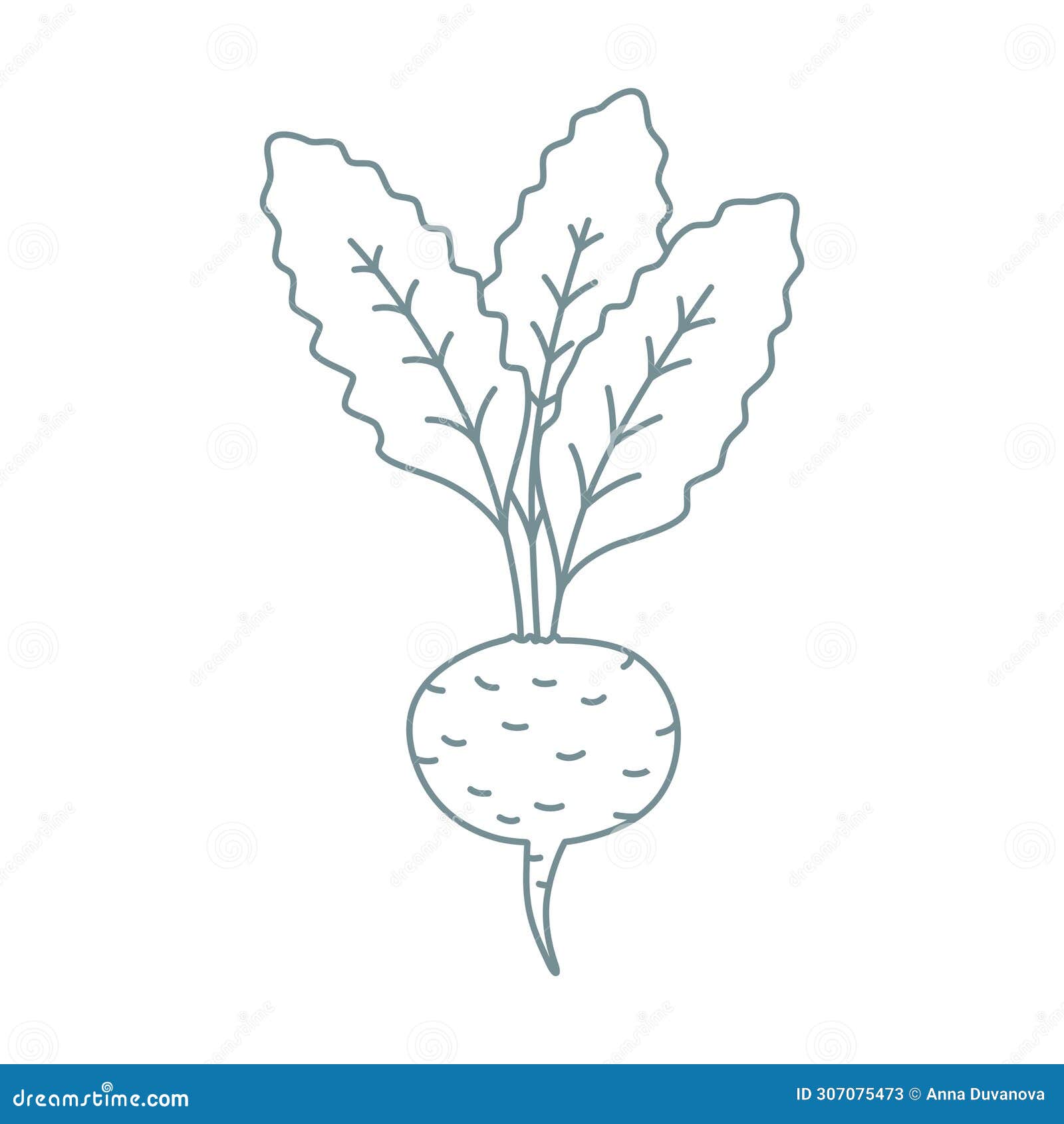 Beetroot Outline Icon, Doodle Illustration. Stock Illustration ...
