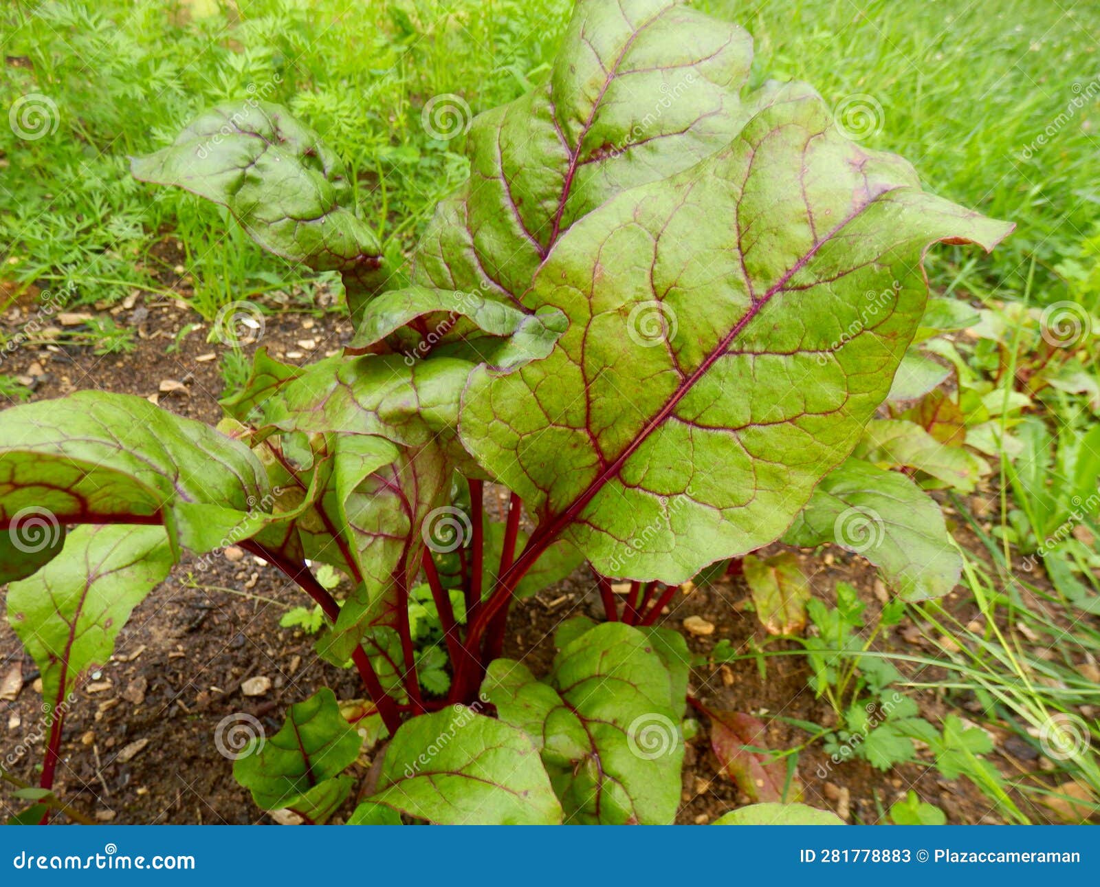 Beetroot Plant Growing In Black Earth, Organic Farming, Rows In The ...