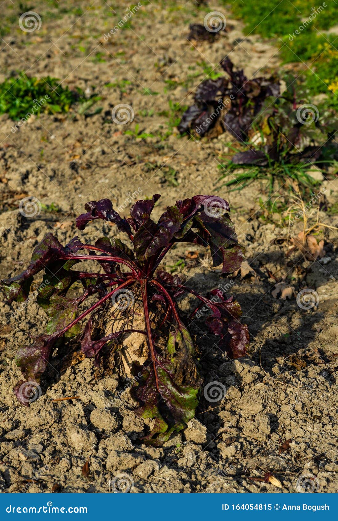 Beetroot plant on a farm stock image. Image of sweet - 164054815