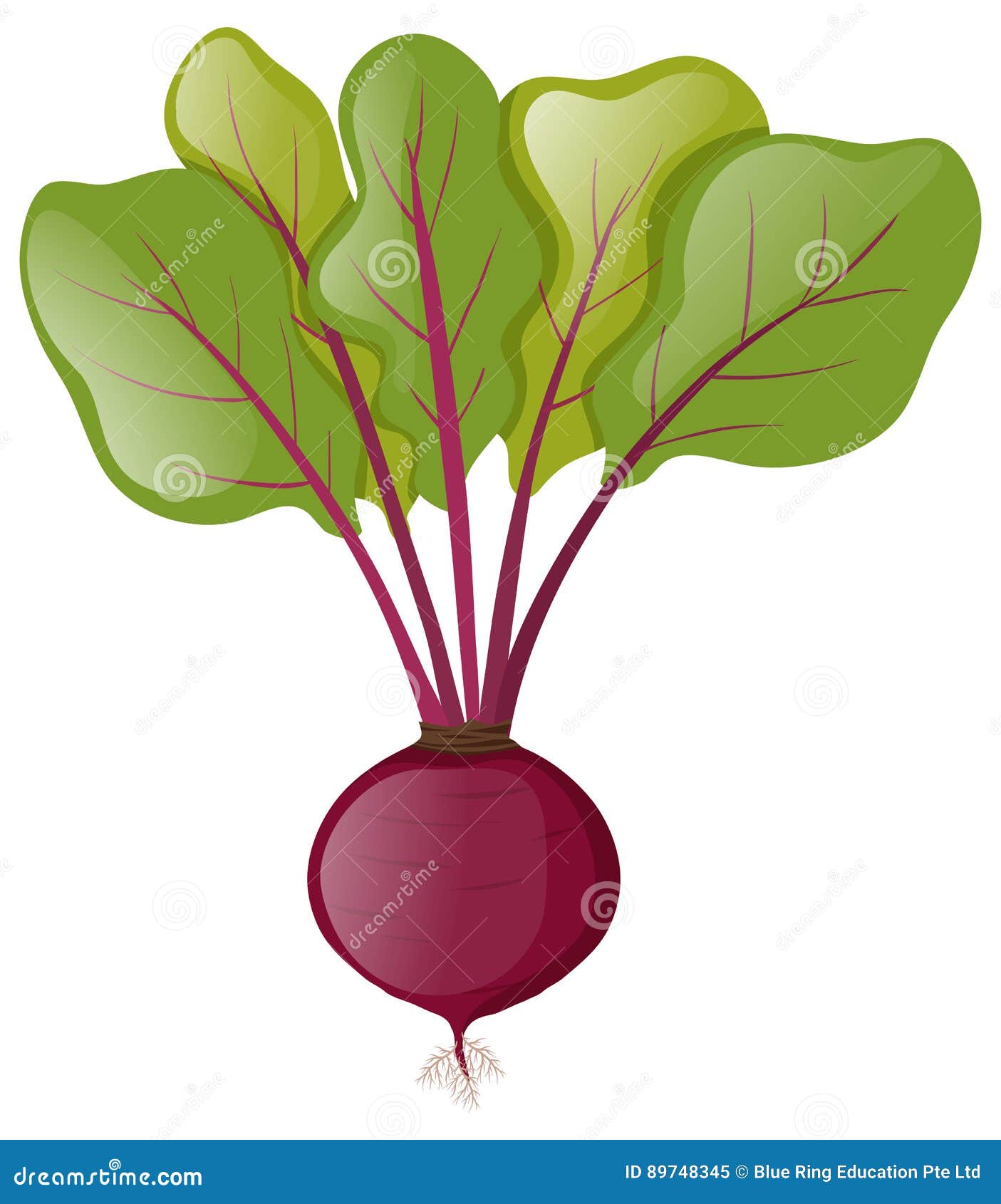 Red Beetroot Plant. Beet Taproot. Vector Illustration On White ...