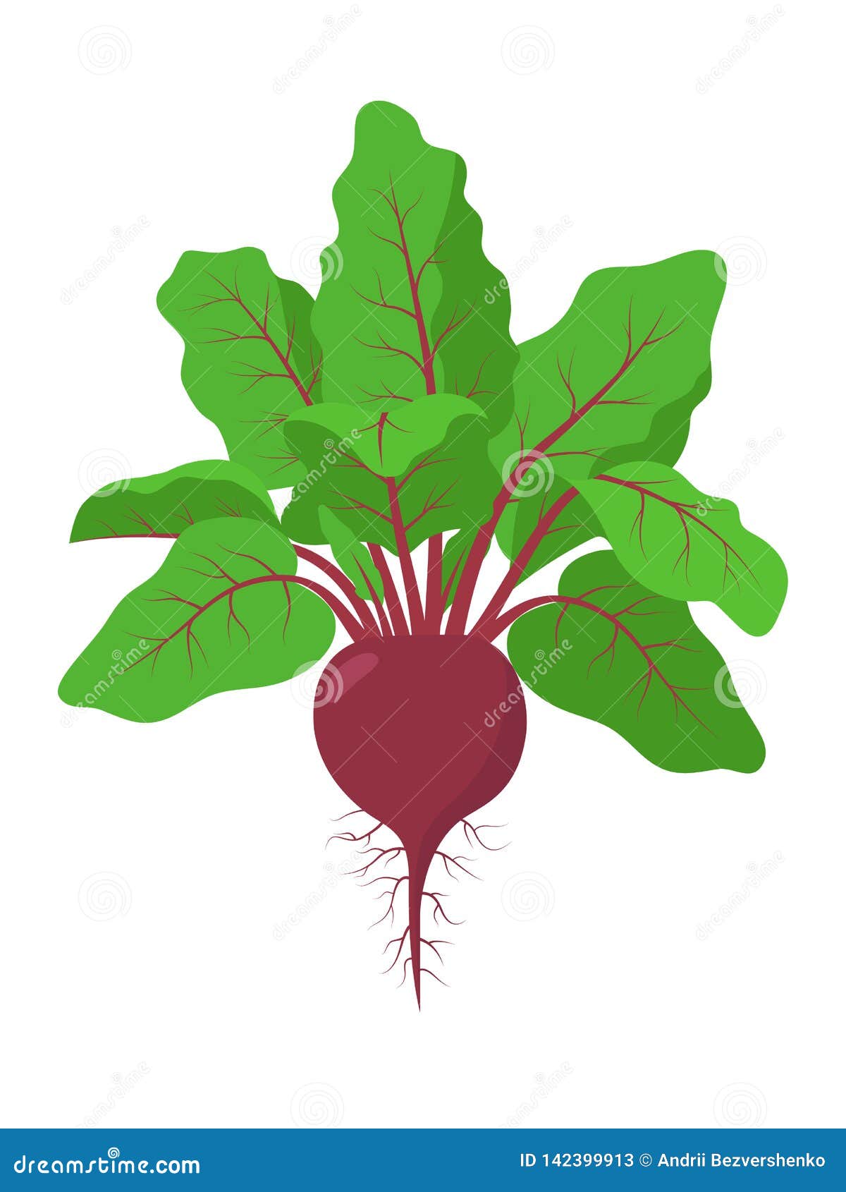 Beetroot Plant with Roots, Vector Illustration Isolated on White ... Beetroot Plant with Roots, Vector Illustration Isolated on White ...