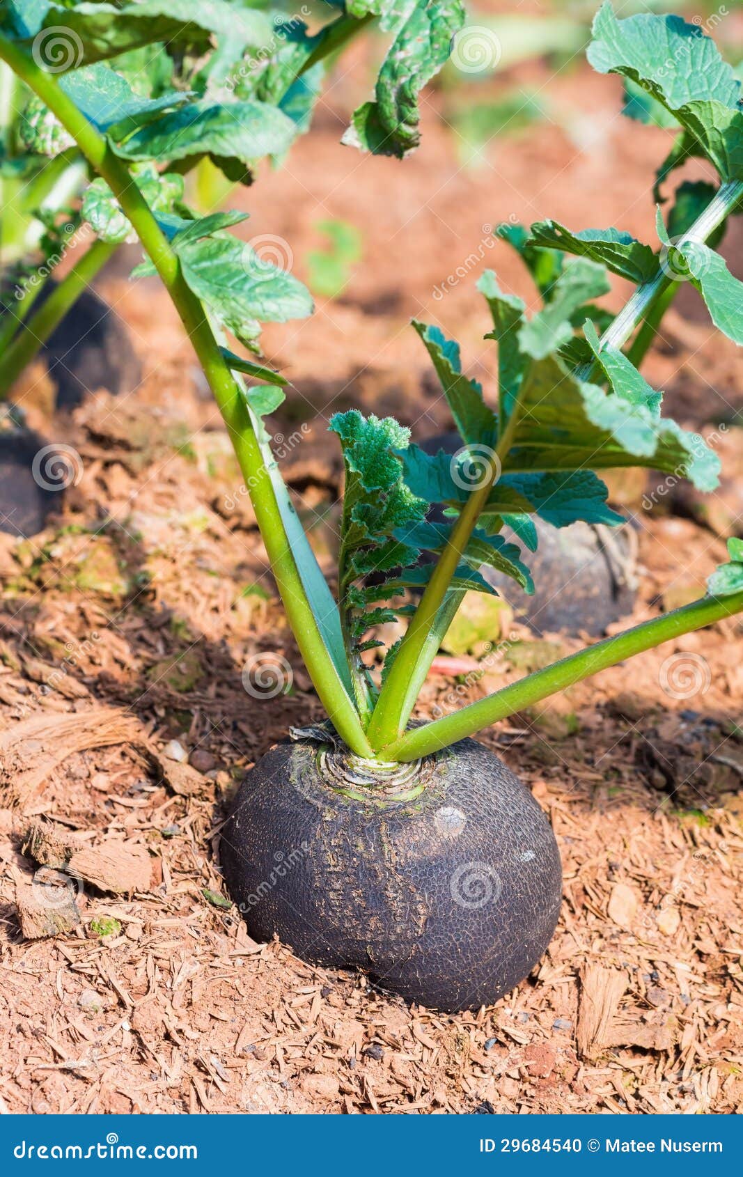 Beetroot plantation stock photo. Image of health, farm - 29684540