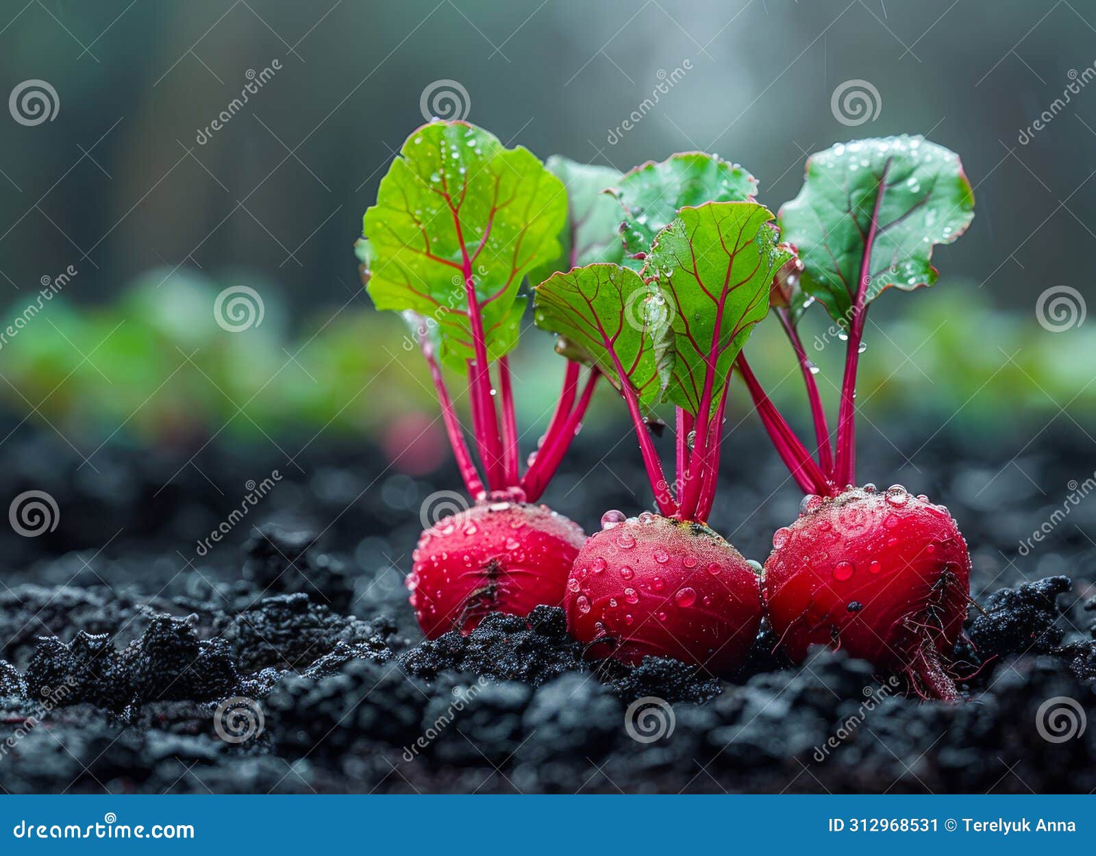 A Beetroot Plants Growing on the Ground in a Garden Stock Image - Image ...