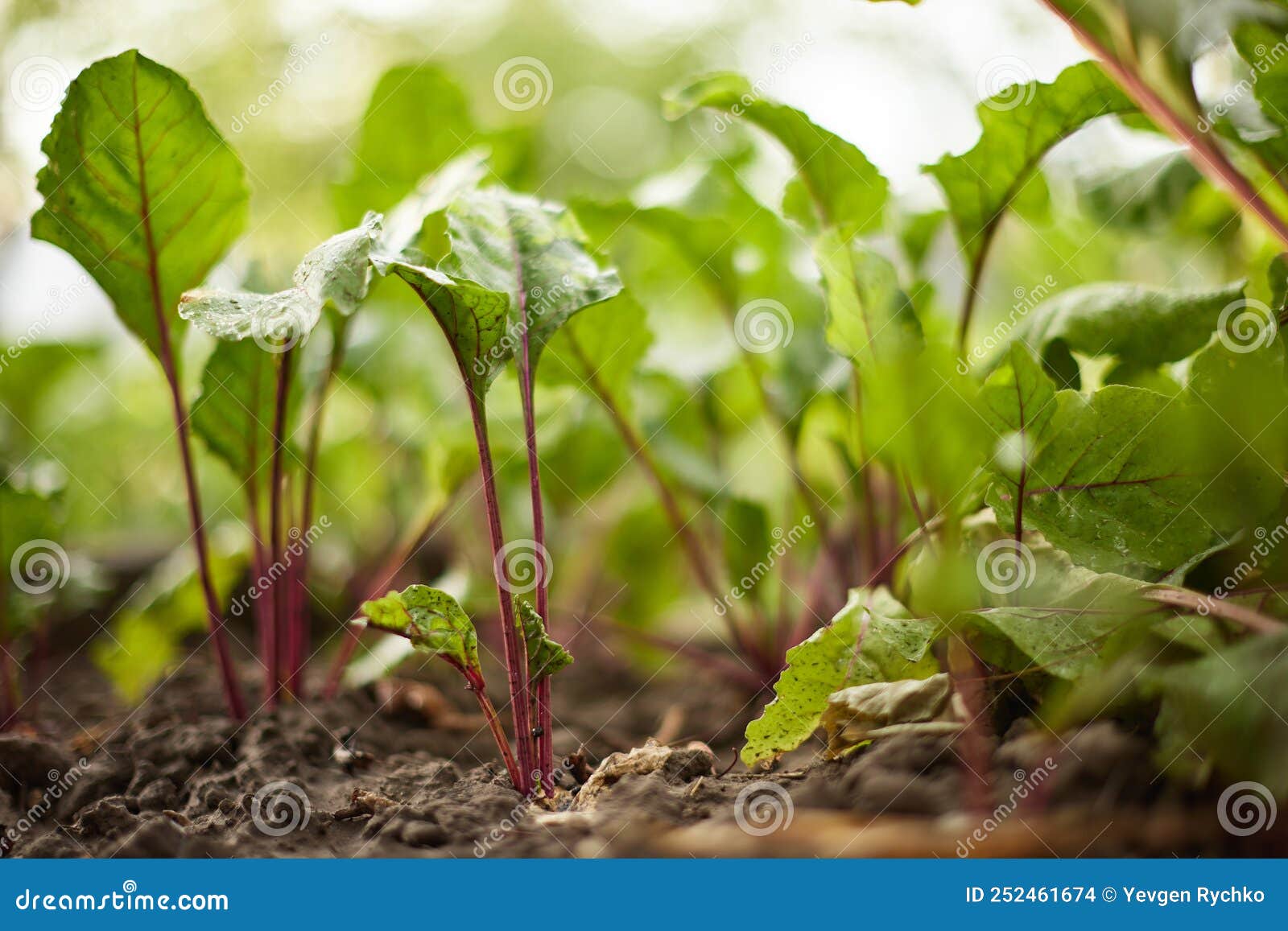 Beetroot Plants Growing in a Row in the Garden. Stock Photo - Image of ...