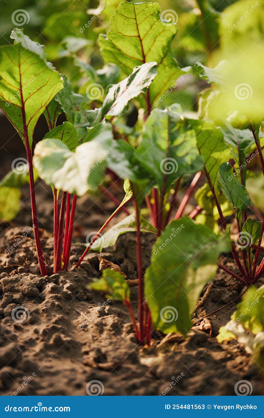 Beetroot Plants Growing in a Row in the Garden. Stock Image - Image of ...