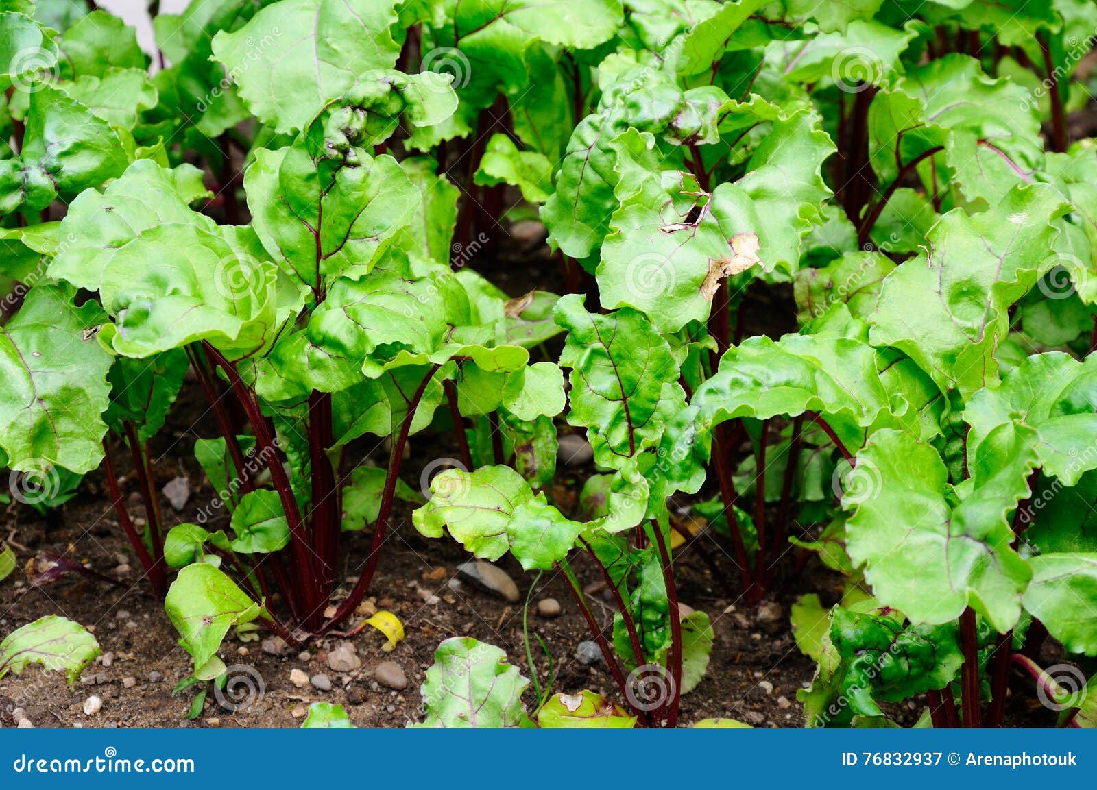 Beetroot plants. stock image. Image of leaves, nature - 76832937