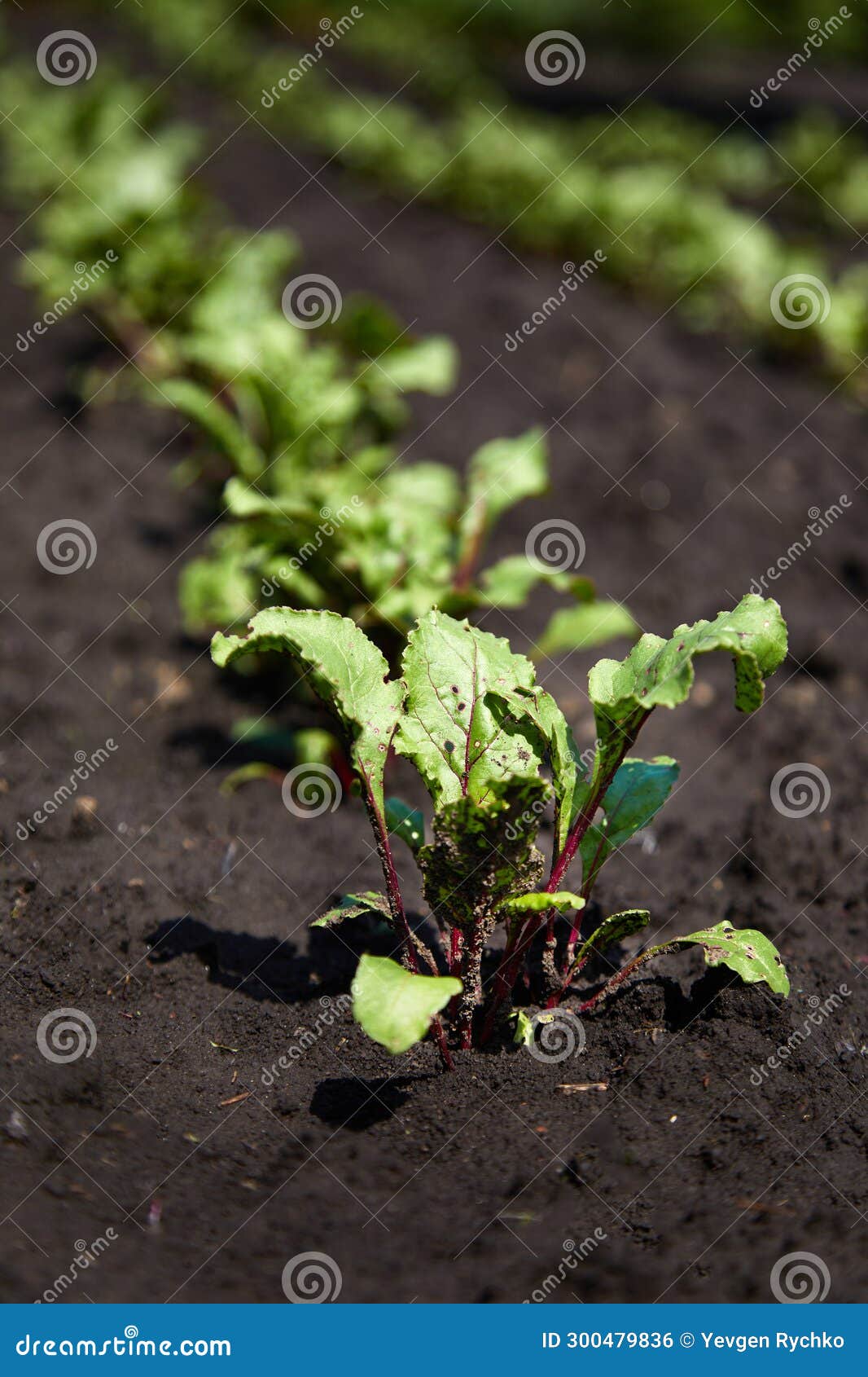 Beetroot Plants in the Row in Garden Stock Photo - Image of fresh ...