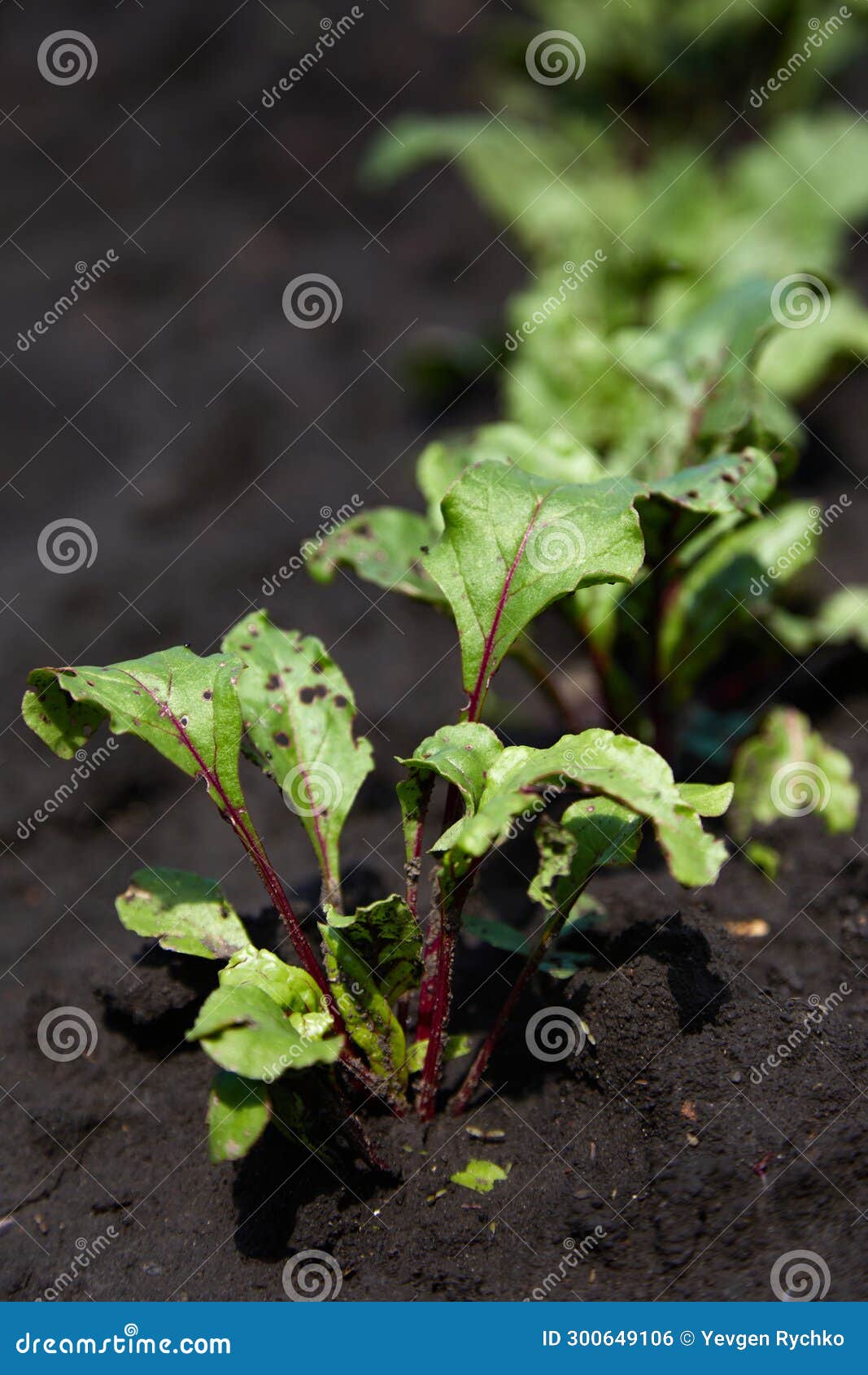 Beetroot Plants in the Row in Garden Stock Photo - Image of nature ...
