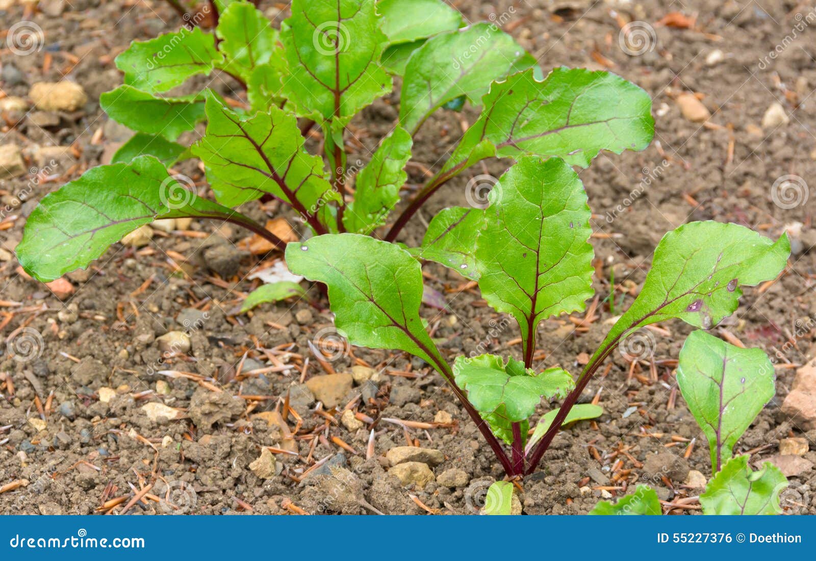 Beetroot Plants Starting To Develop in a Vegetable Plot Stock Photo ...