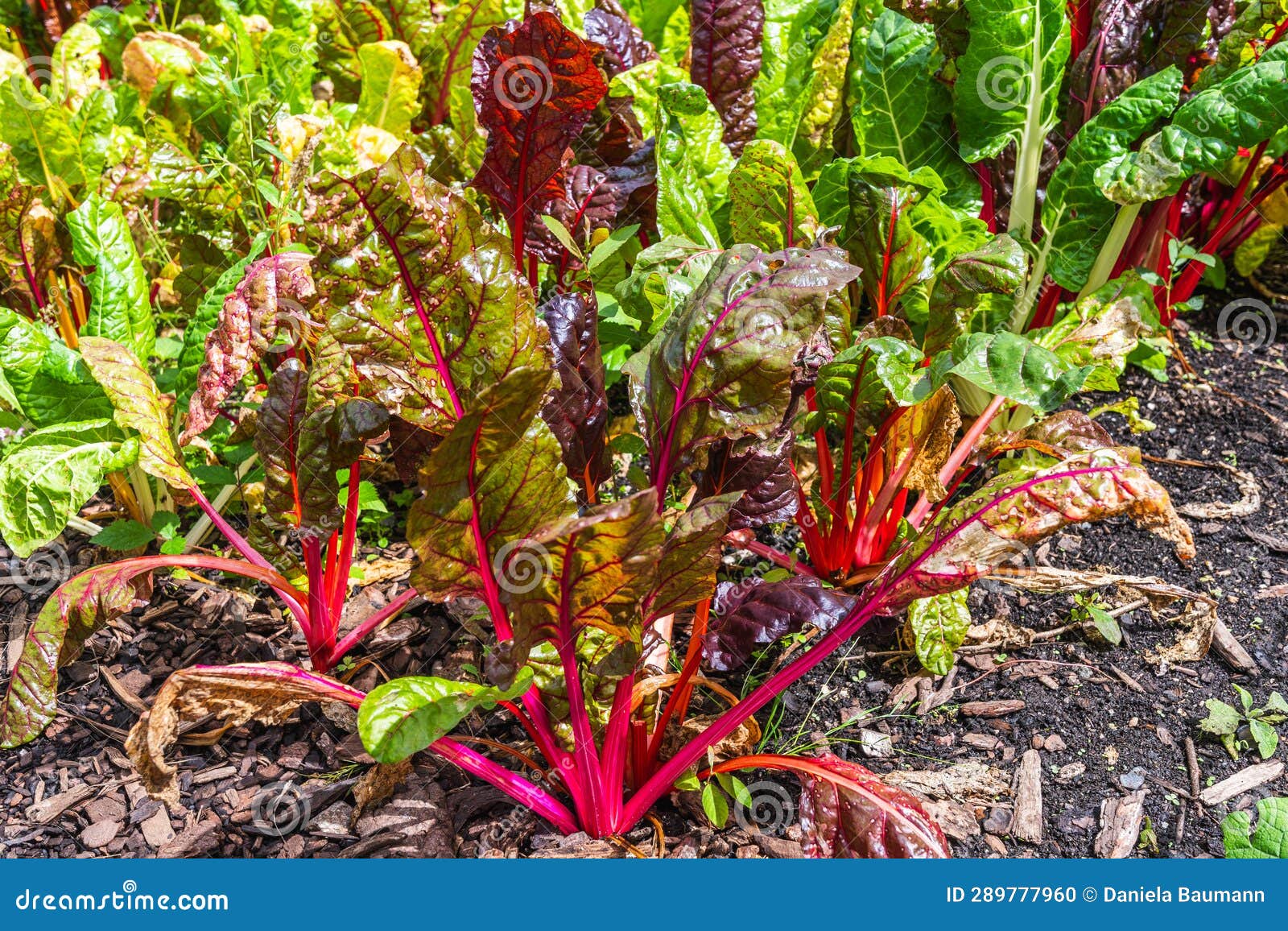 Beetroot Plants in a Vegetable Garden Stock Photo - Image of seedling ...