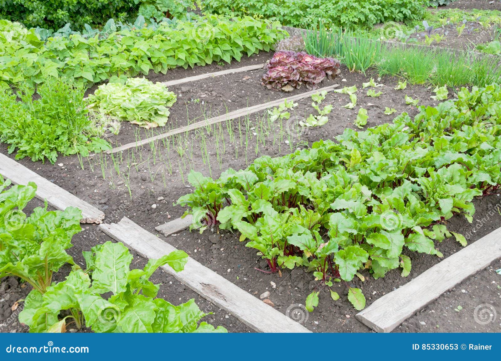 Beetroot Plants on a Vegetable Garden Ground Stock Image - Image of ...