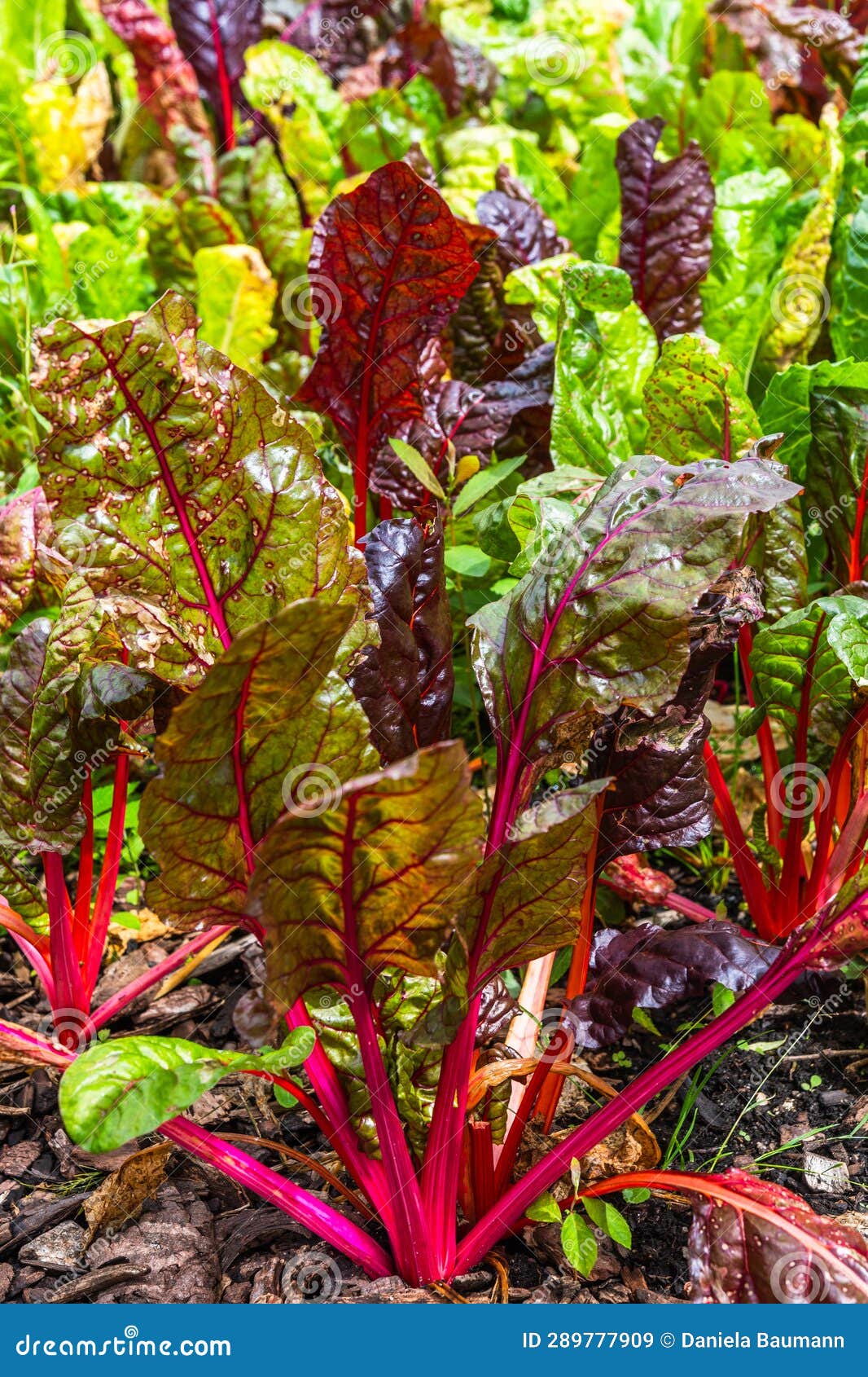 Beetroot Plants in a Vegetable Garden Stock Image - Image of harvest ...