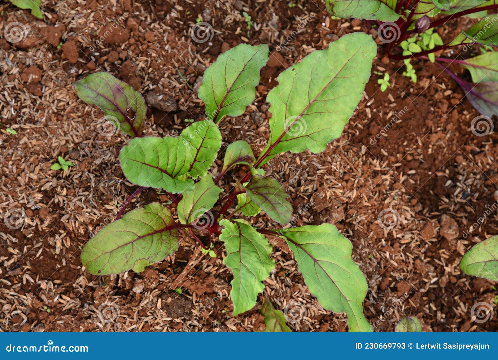 Beetroot or Red Beet Plant in Production Farm Stock Image - Image of ...