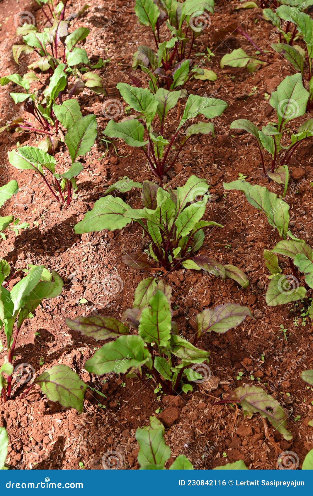Beetroot or Red Beet Plant in Production Farm Stock Photo - Image of ...