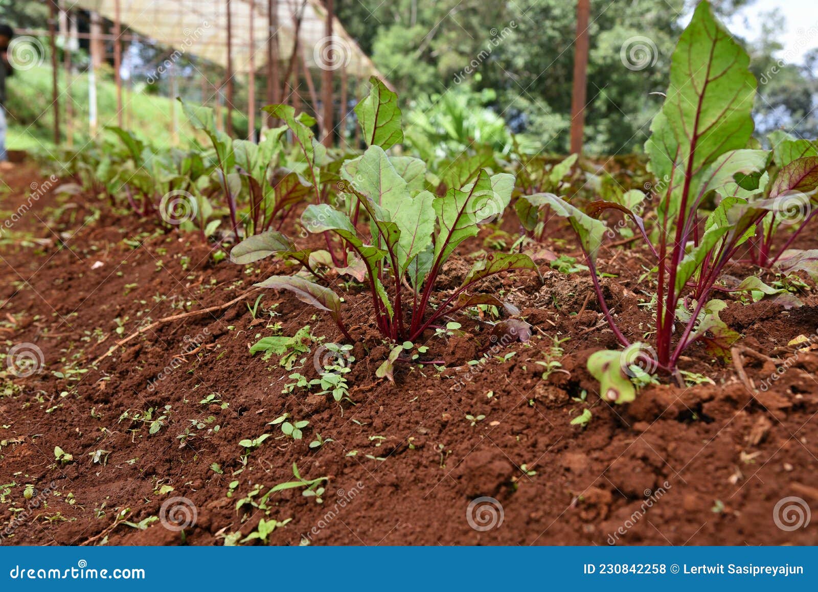 Beetroot or Red Beet Plant in Production Farm Stock Photo - Image of ...