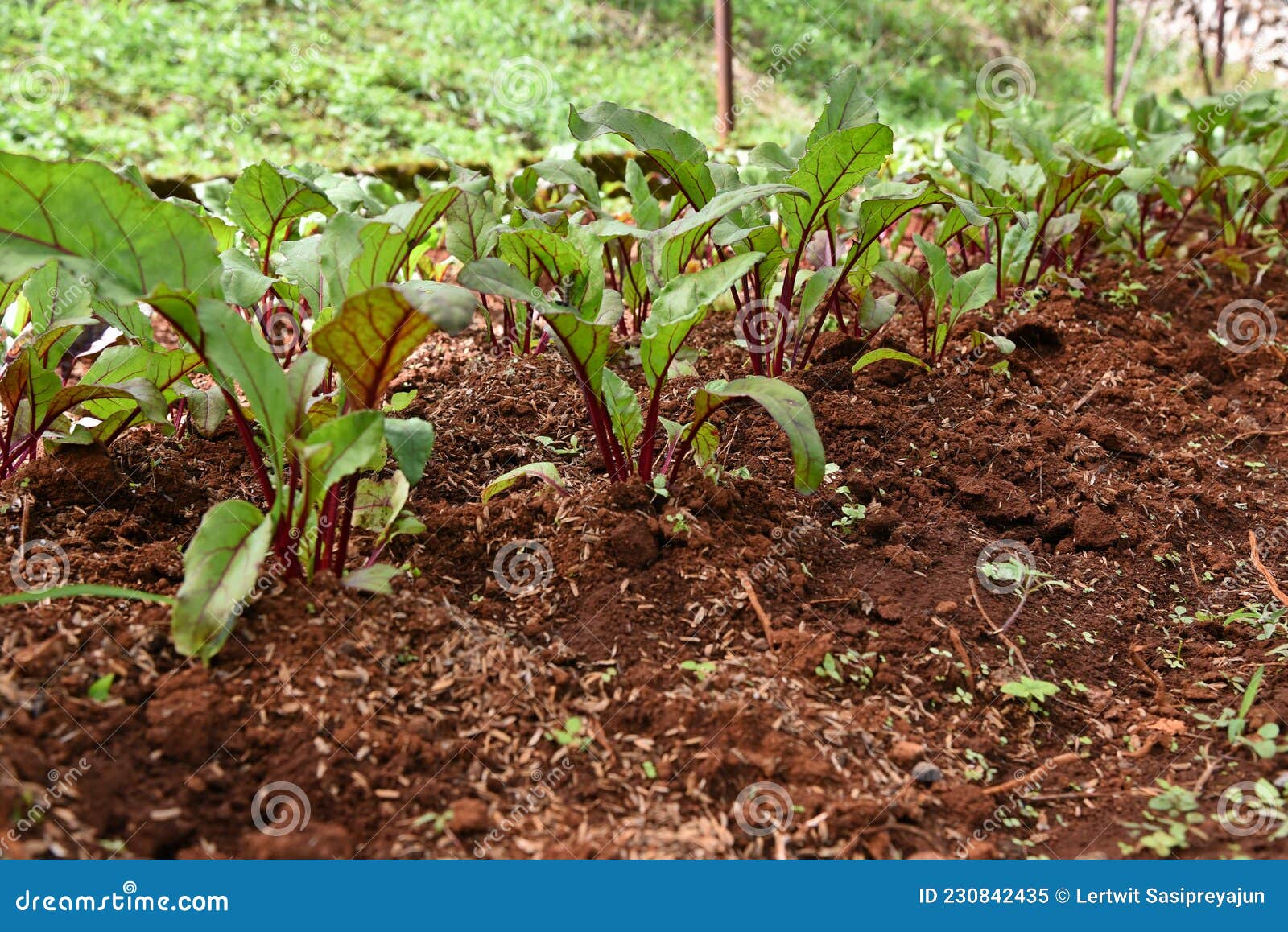 Beetroot or Red Beet Plant in Production Farm Stock Image - Image of ...