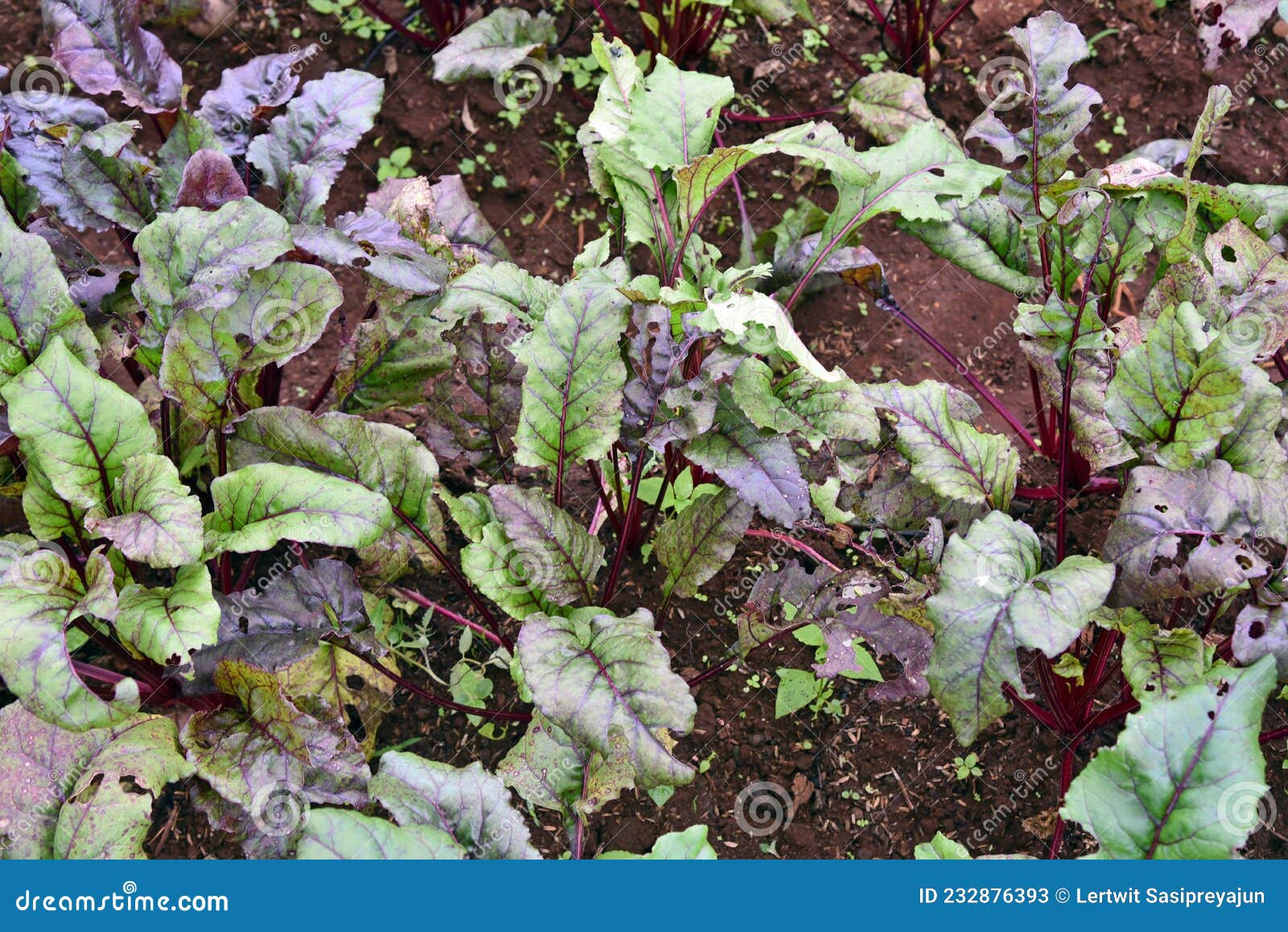 Beetroot or Red Beet Plant in Production Farm Stock Image - Image of ...