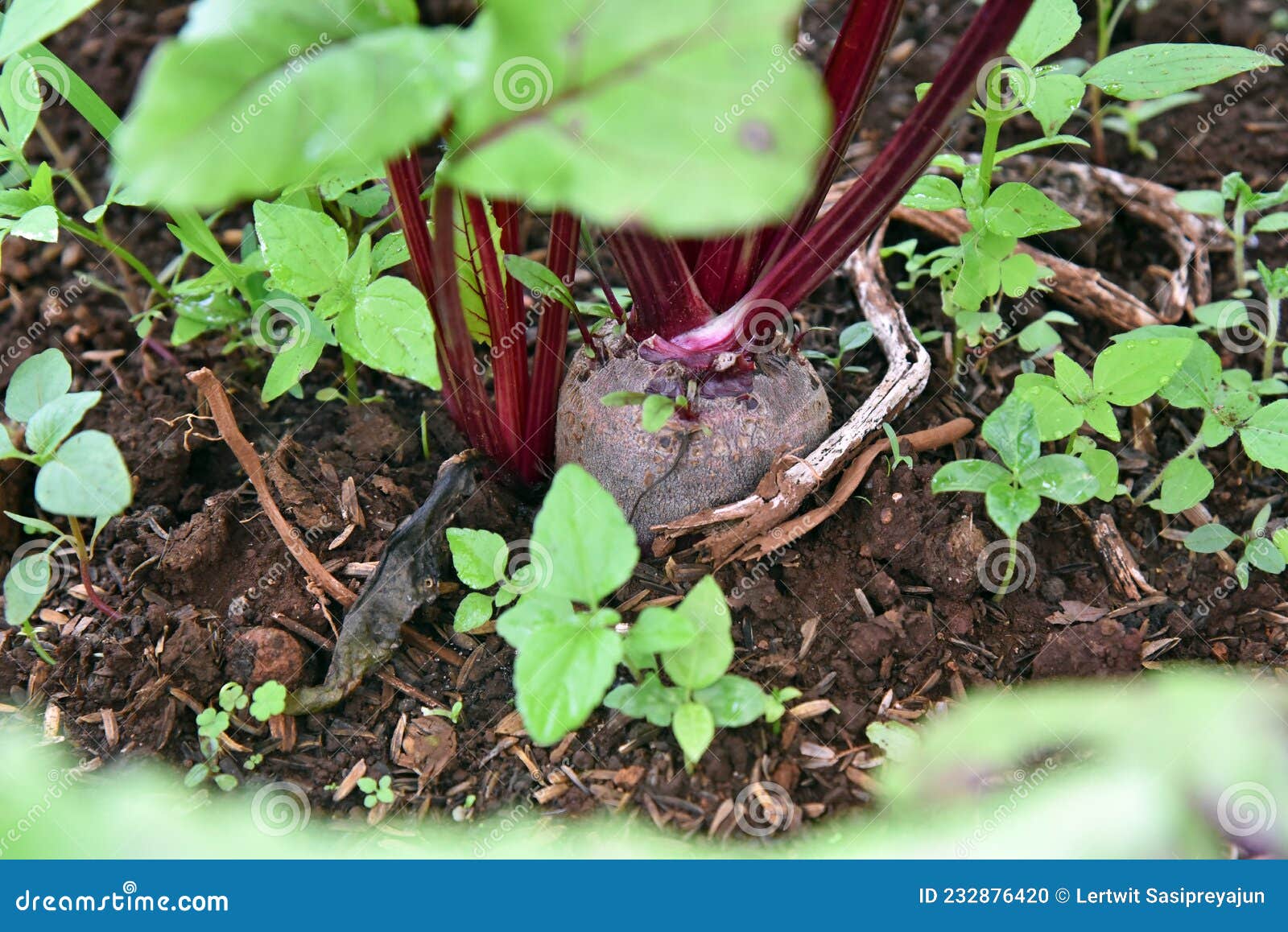 Beetroot or Red Beet Plant in Production Farm Stock Photo - Image of ...