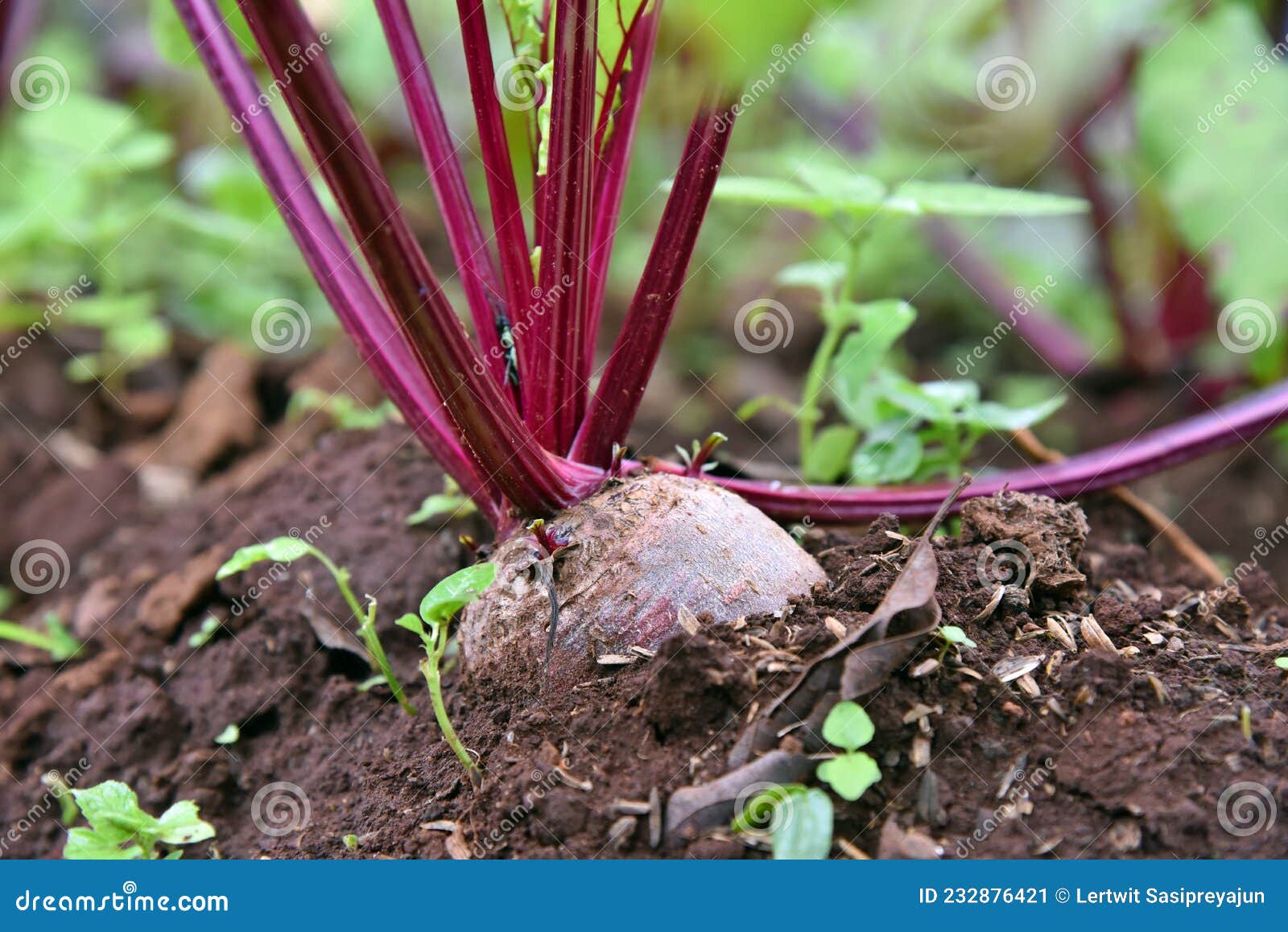 Beetroot or Red Beet Plant in Production Farm Stock Image - Image of ...