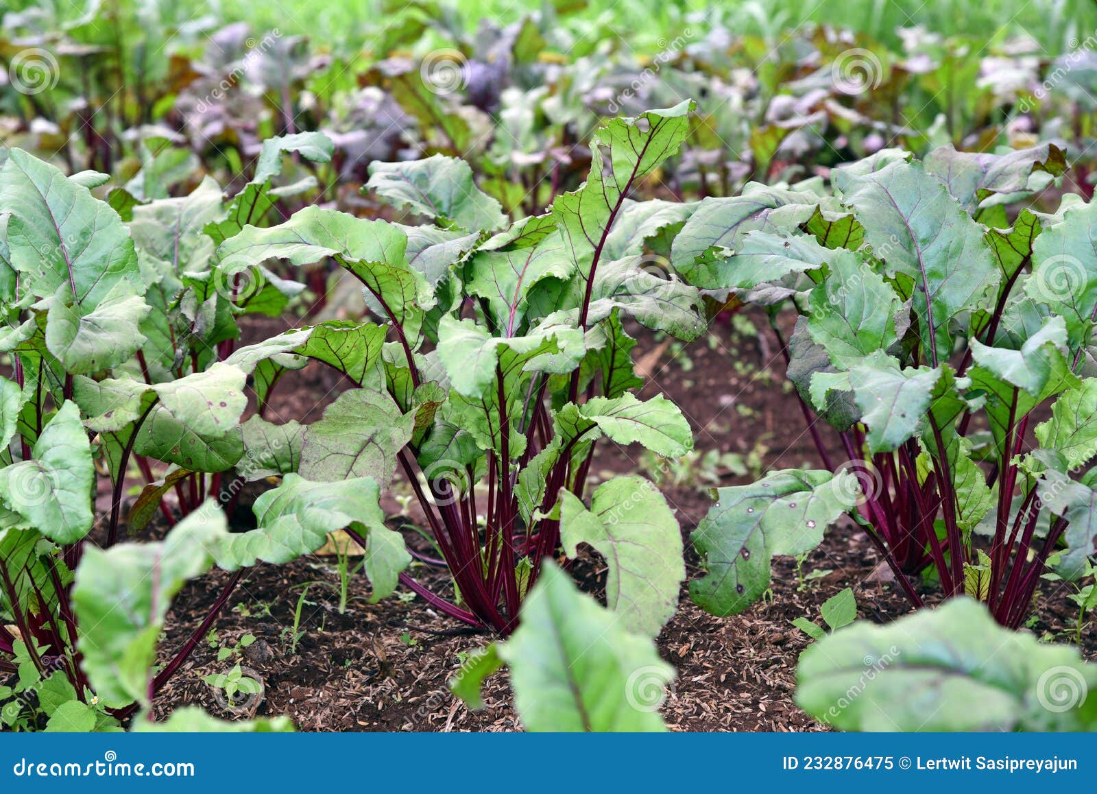 Beetroot or Red Beet Plant in Production Farm Stock Image - Image of ...