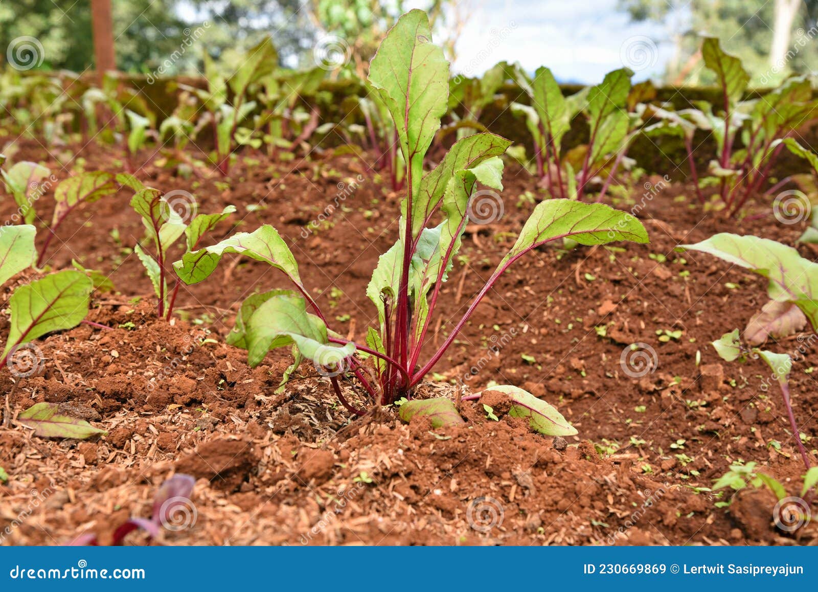 Beetroot or Red Beet Seedling in Production Farm Stock Image - Image of ...