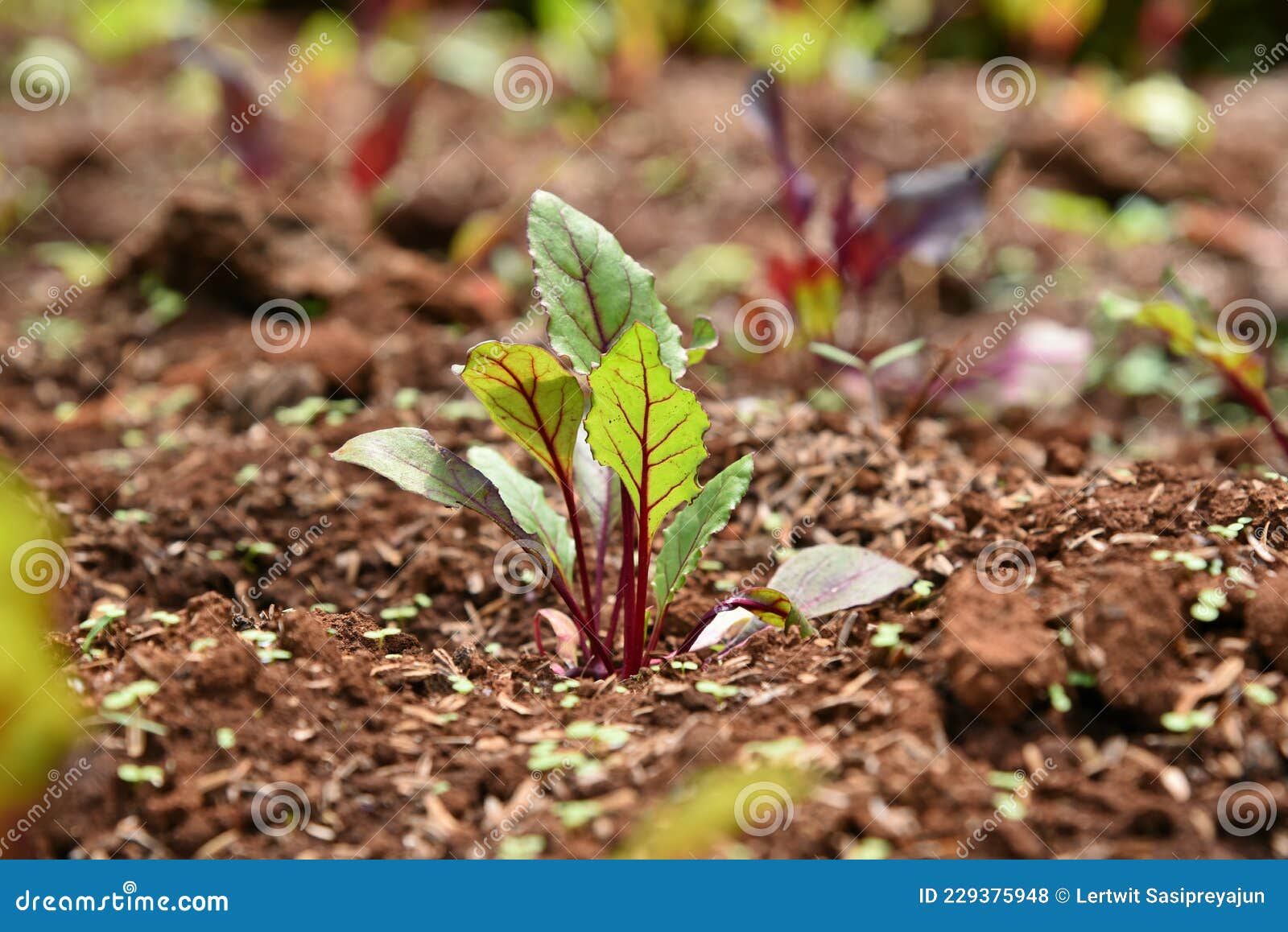Beetroot or Red Beet Seedling in Production Farm Stock Photo - Image of ...